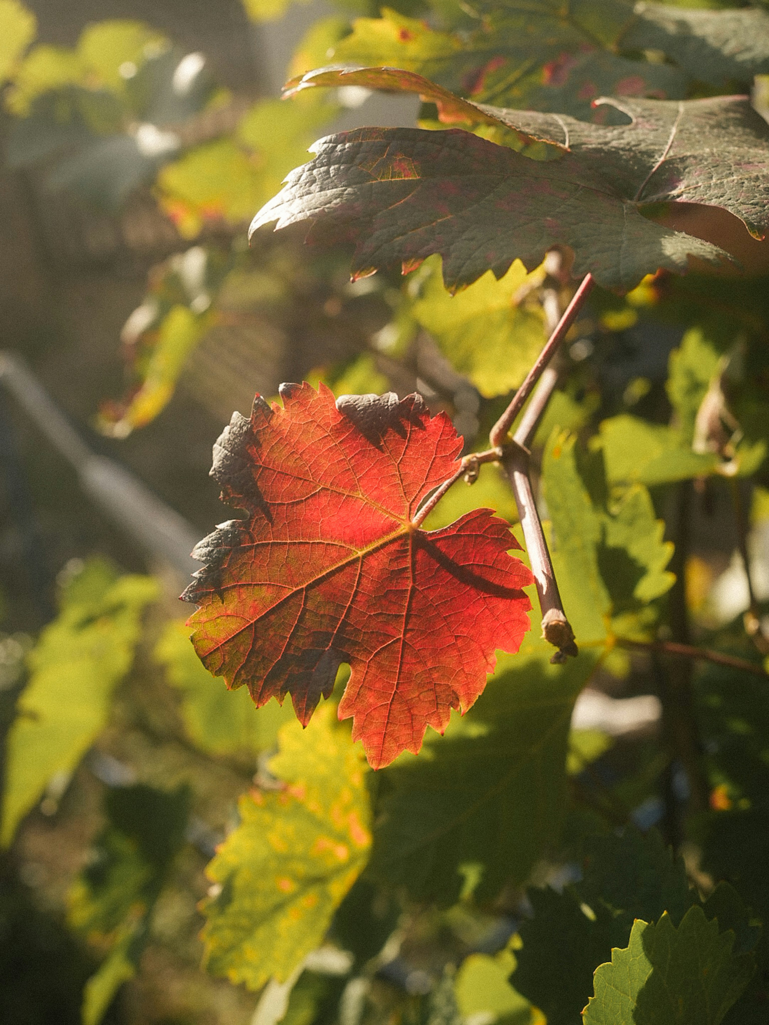 Crimson Maple Leaf in Sunlit Foliage