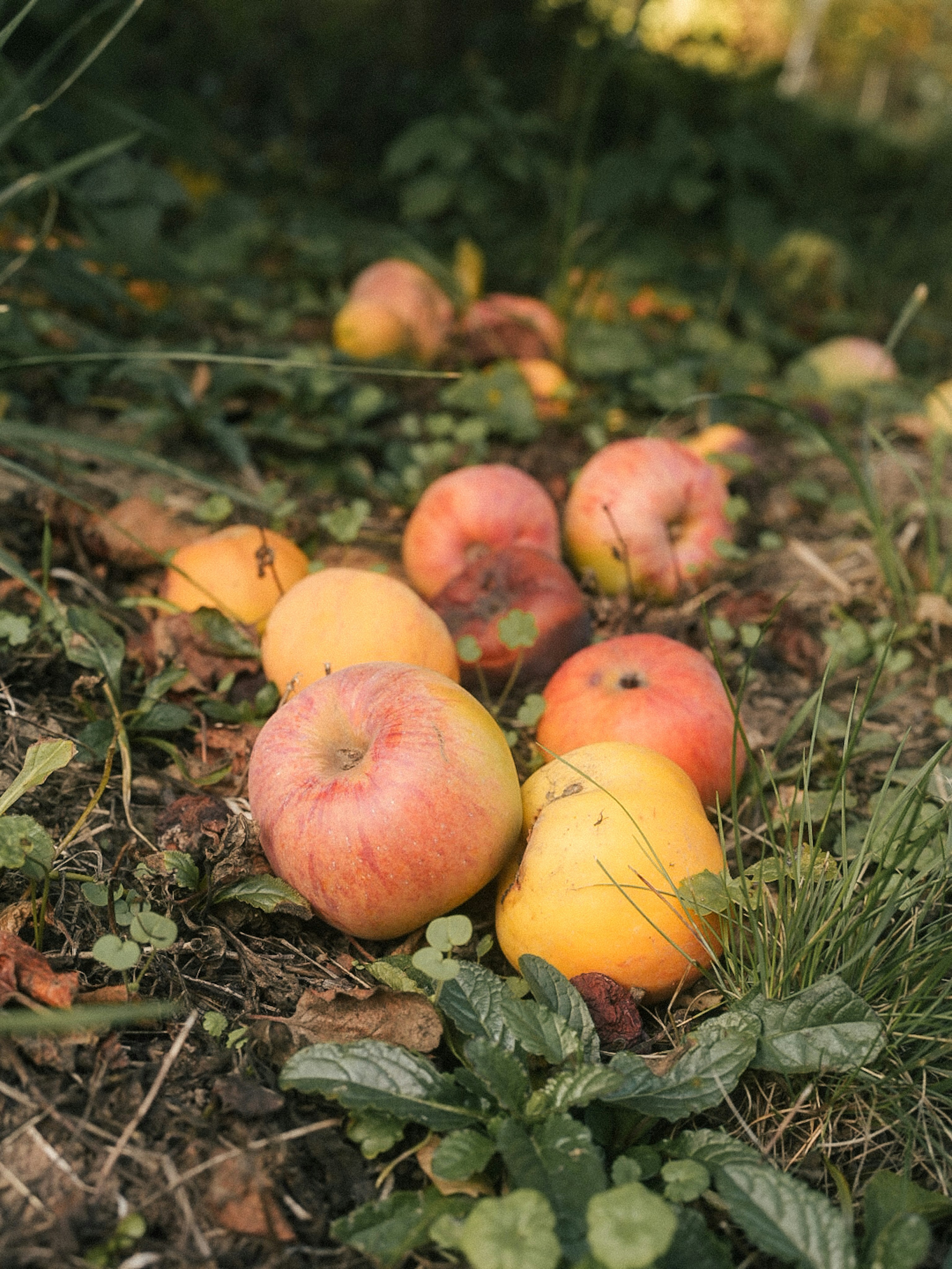 Cluster of ripe apples resting among grass and fallen leaves in a sunlit orchard edge.
