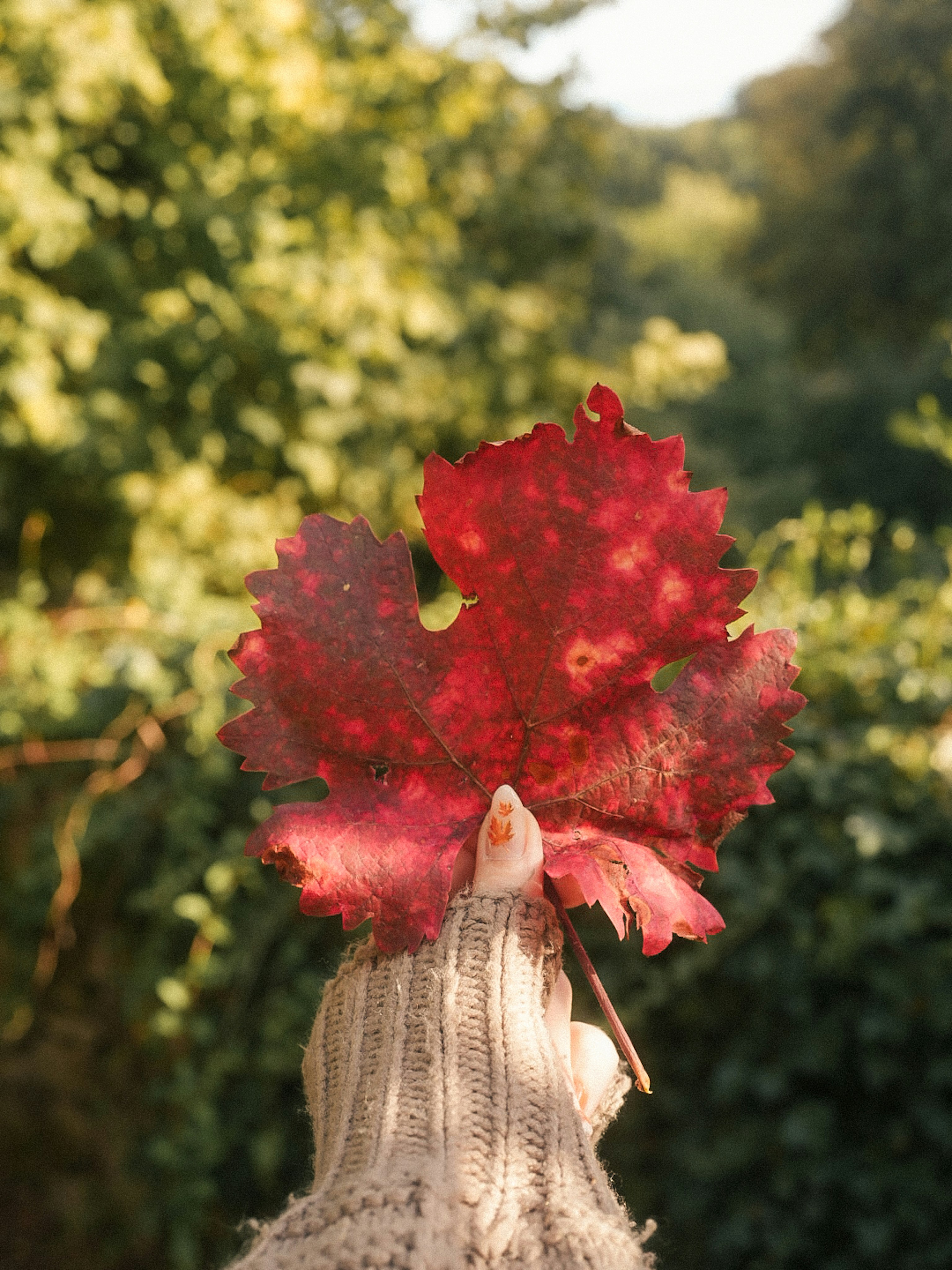 Red Maple Leaf Meeting Hand Warmed By Autumn Sun