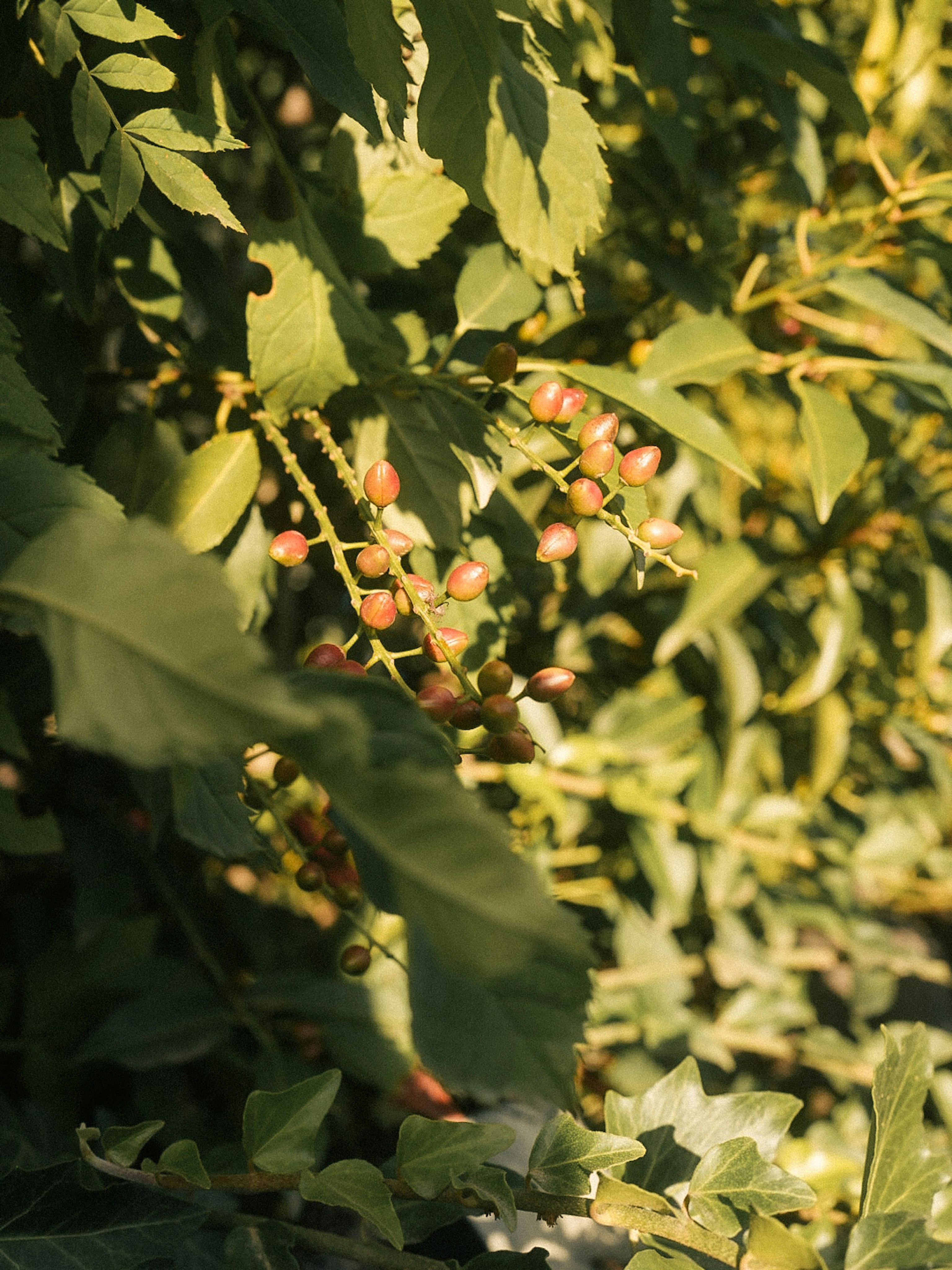 Sunlit Berries Among Dense Foliage