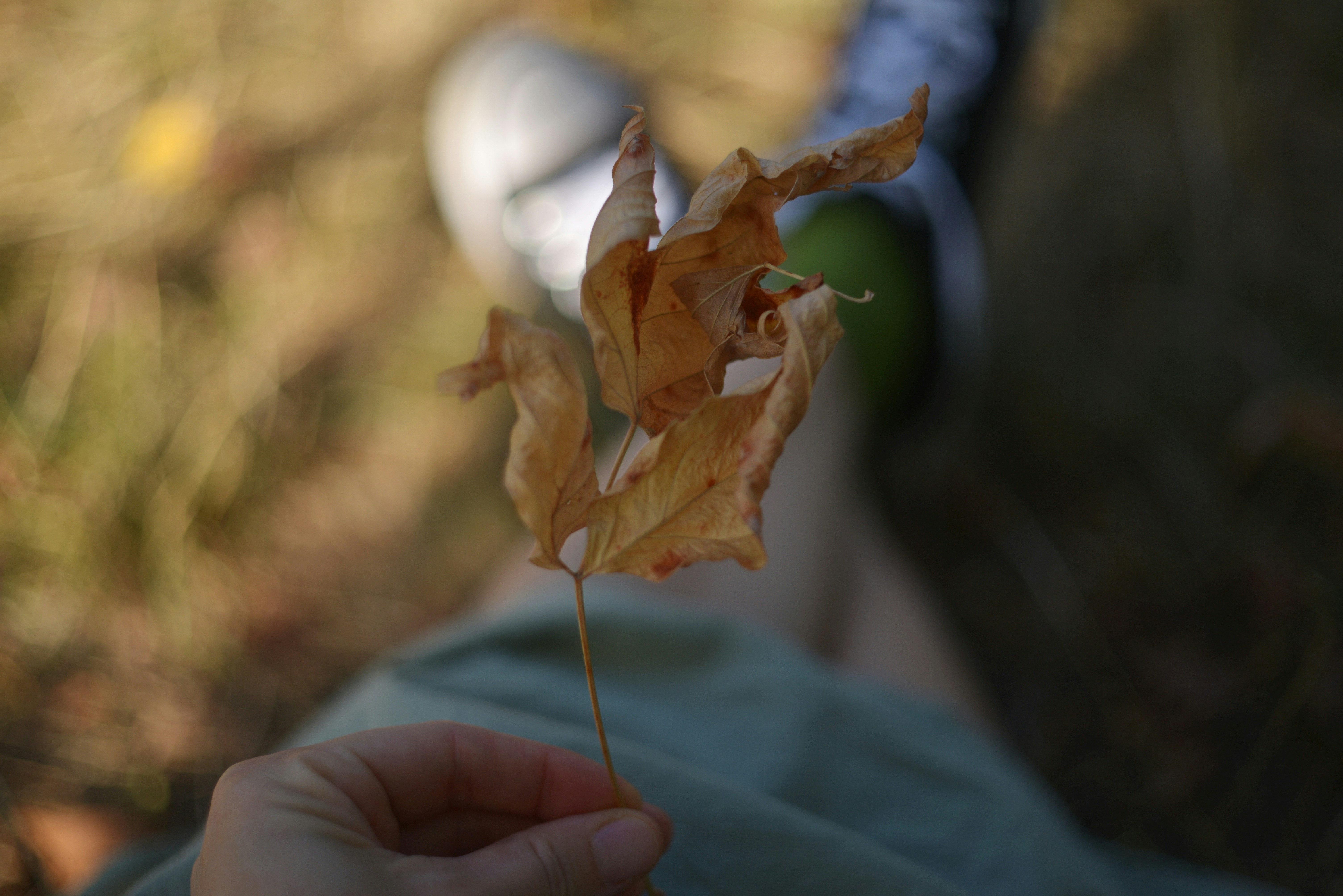 Autumn Leaf in a Quiet Moment