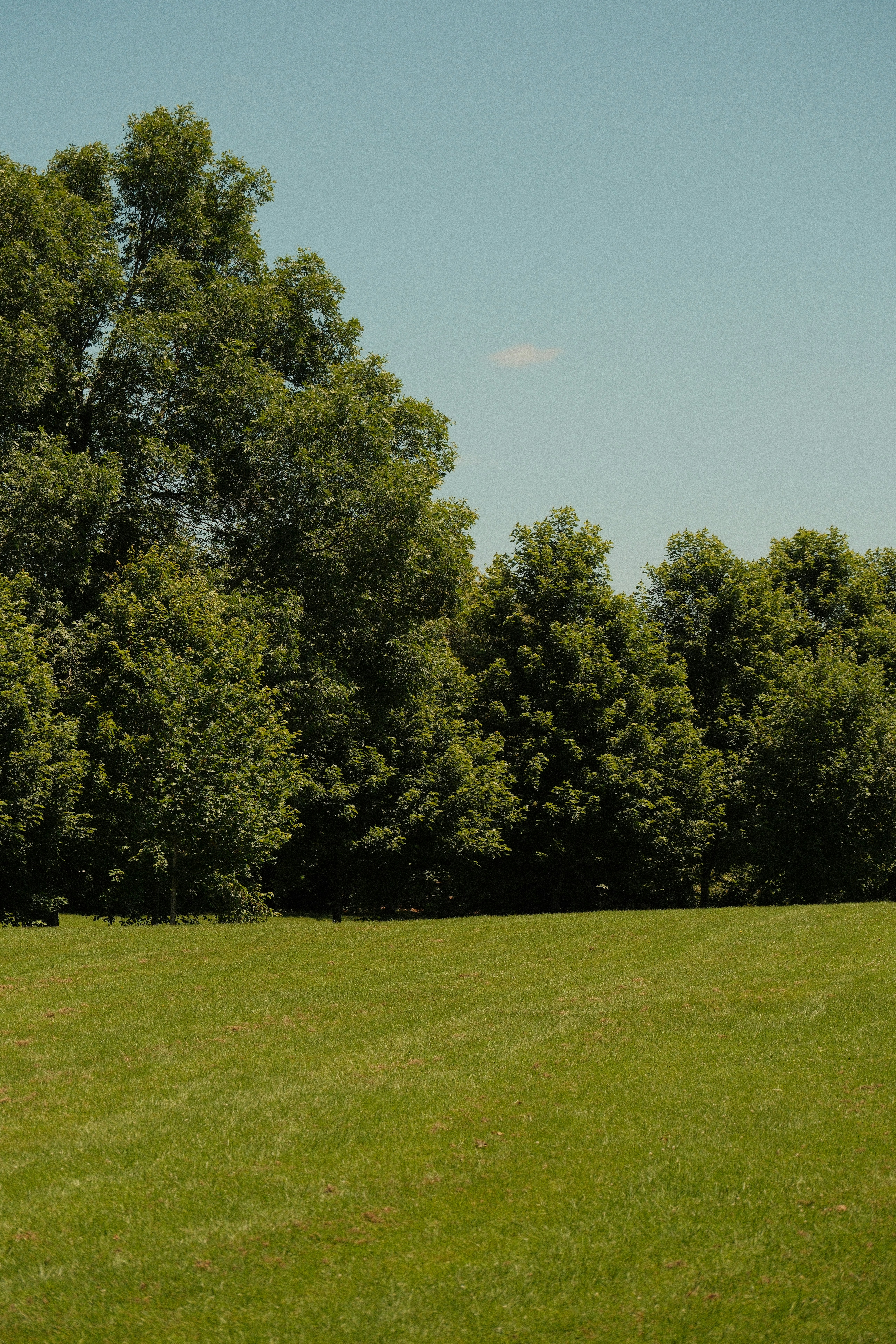 A green meadow in front of a line of dense trees in Ottawa