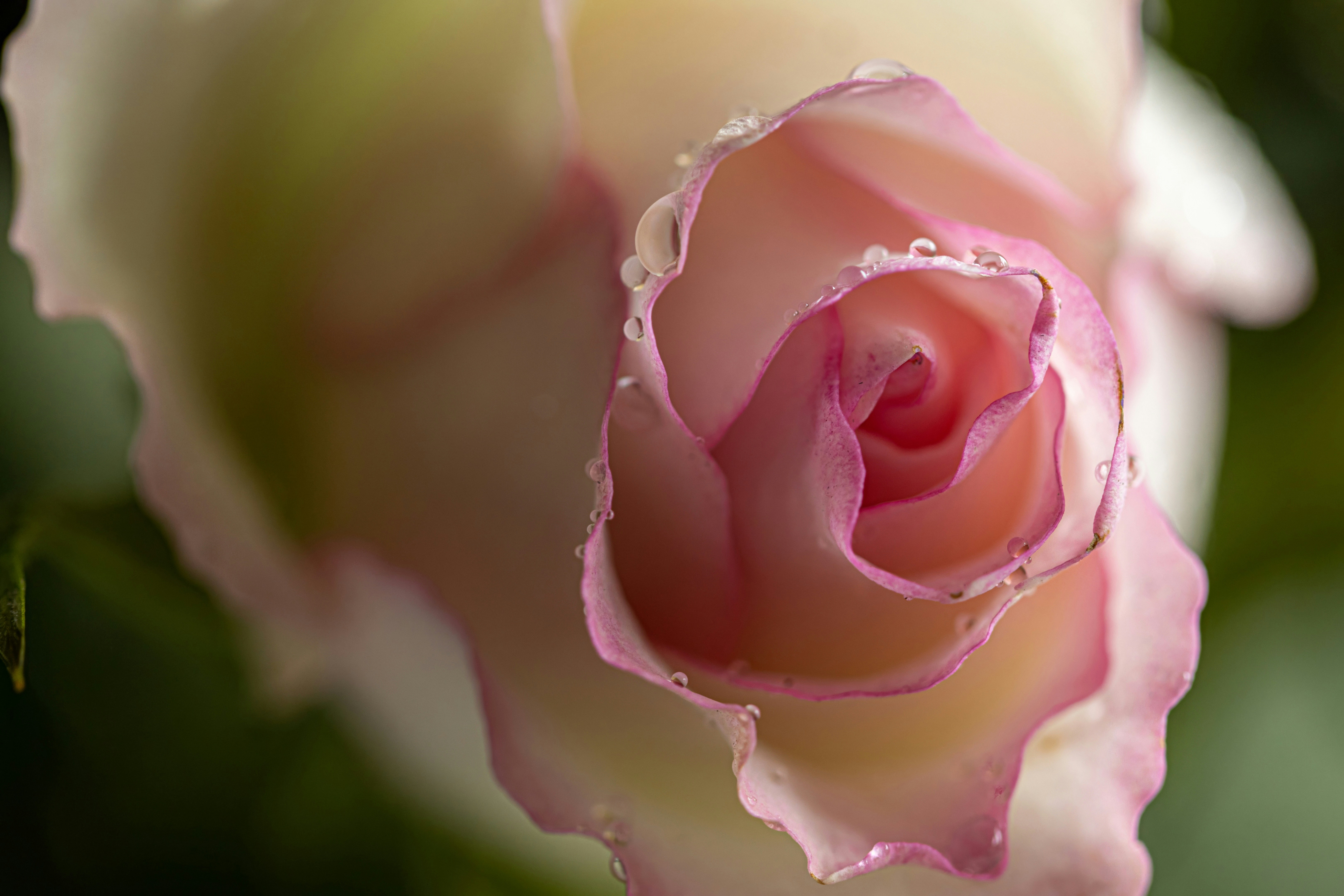 Close-up of a pale pink rose with water droplets along the petal edges, emphasizing delicate texture and soft bokeh background.