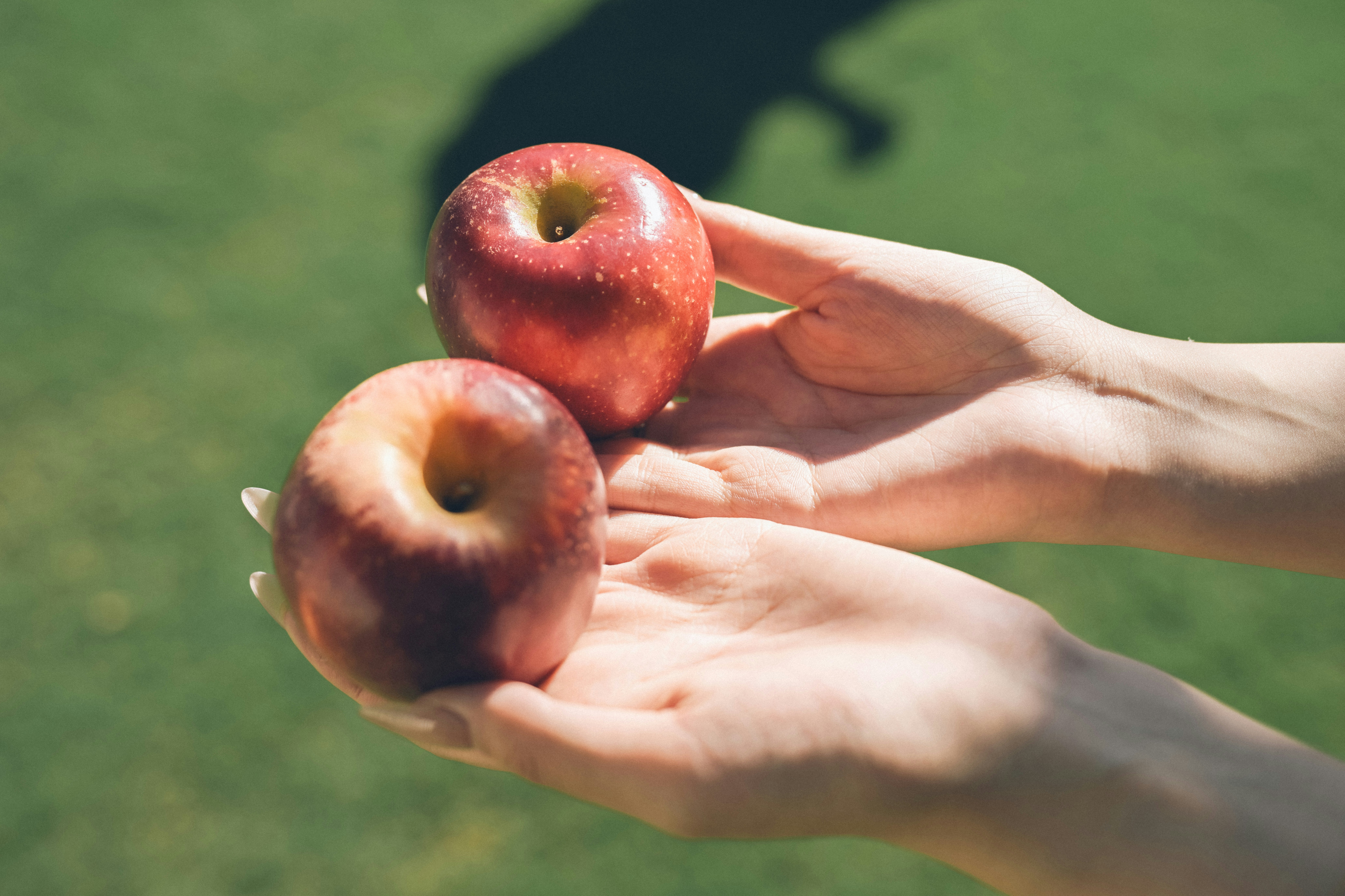Two Red Apples Rest in Gentle Hands Against a Sunlit Green Backdrop