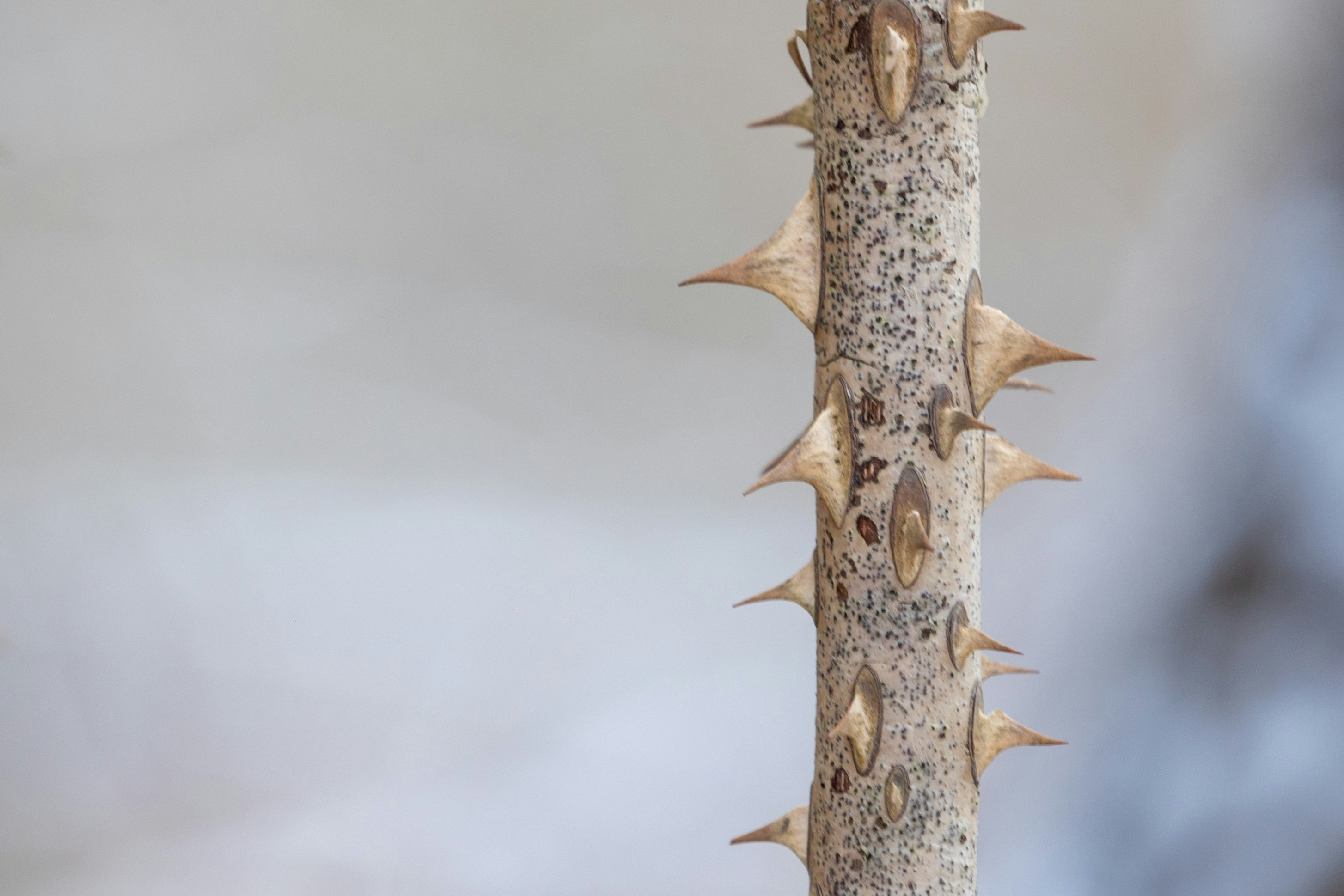 Thorned stem in focus: a close-up portrait of a spiked branch
