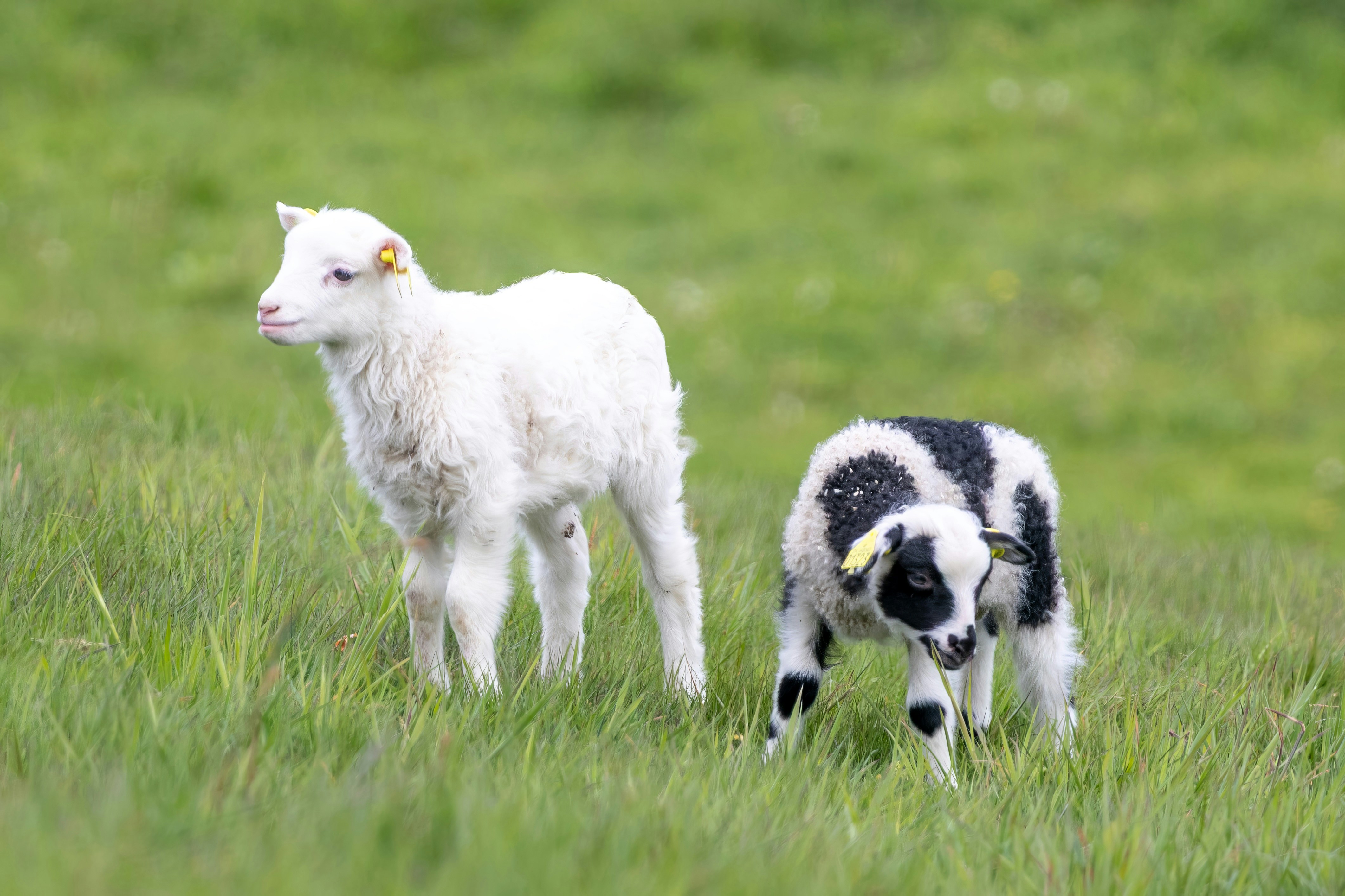 Pasture Pair: A White Lamb and a Black-Spotted Companion in Soft Meadow Light