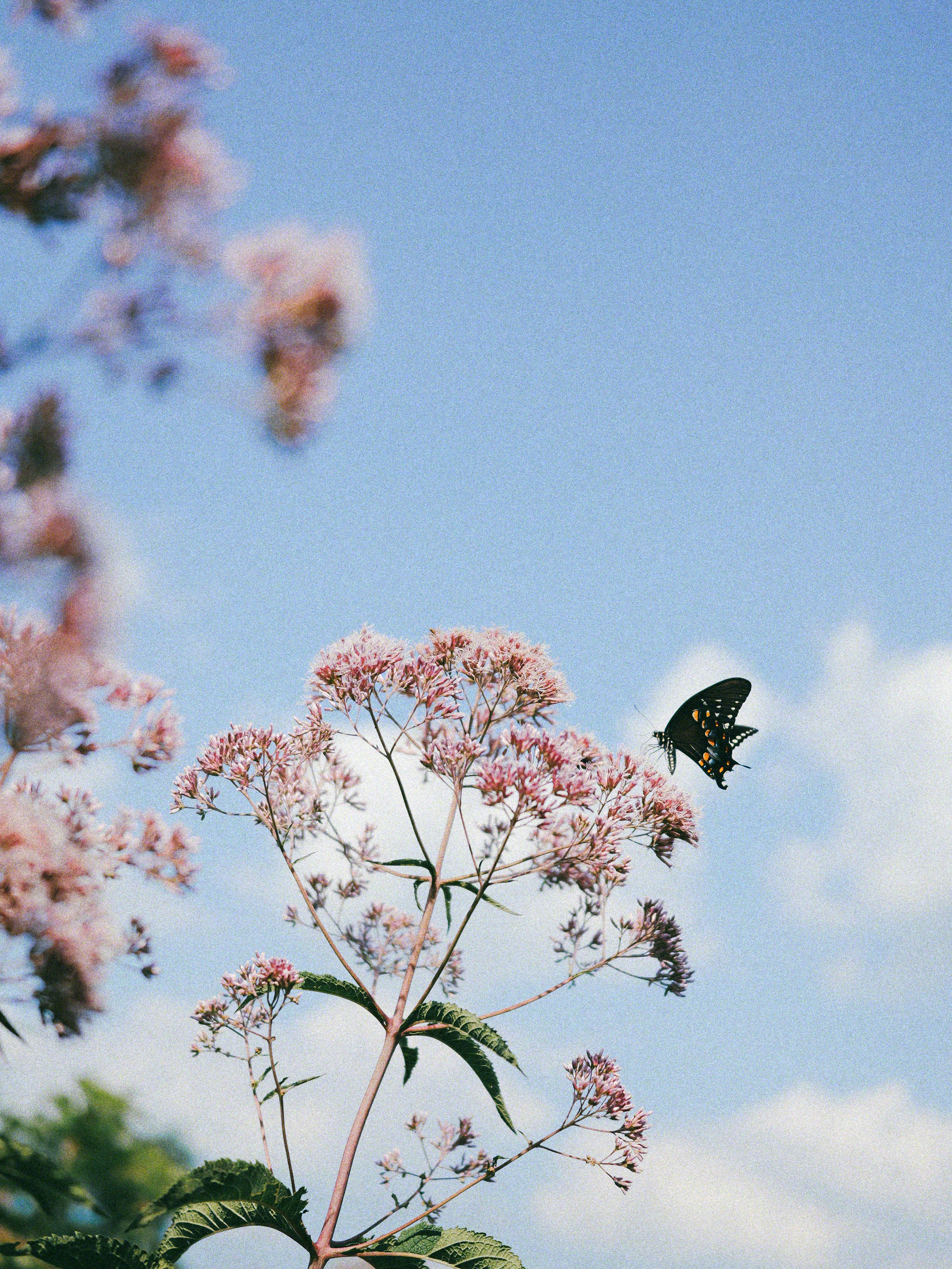 Bluewing on a Moonlit Breeze: Butterfly Adrift Among Floral Skeins