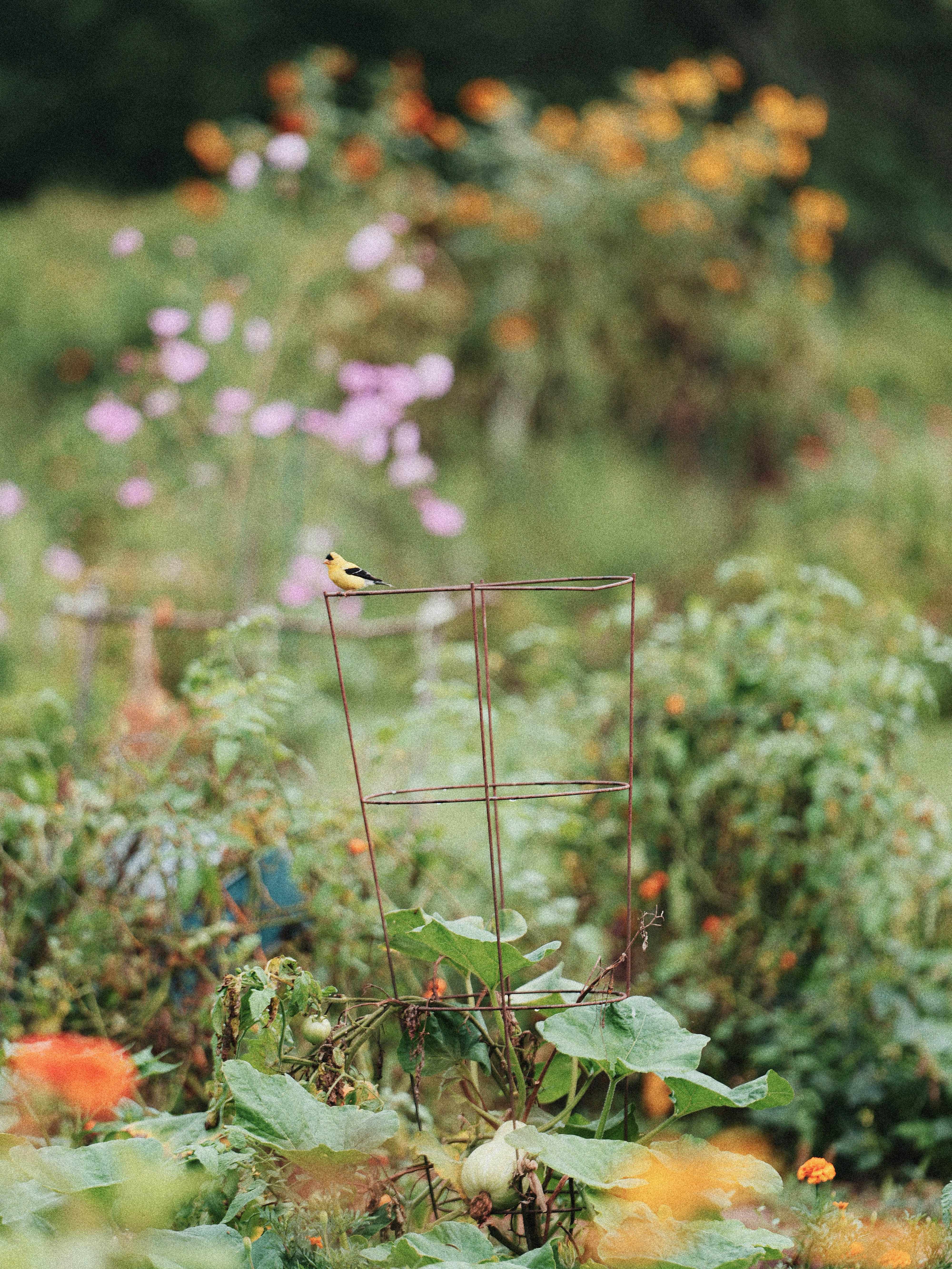 Tiny Bird, Sturdy Trellis: A Quiet Moment in the Garden