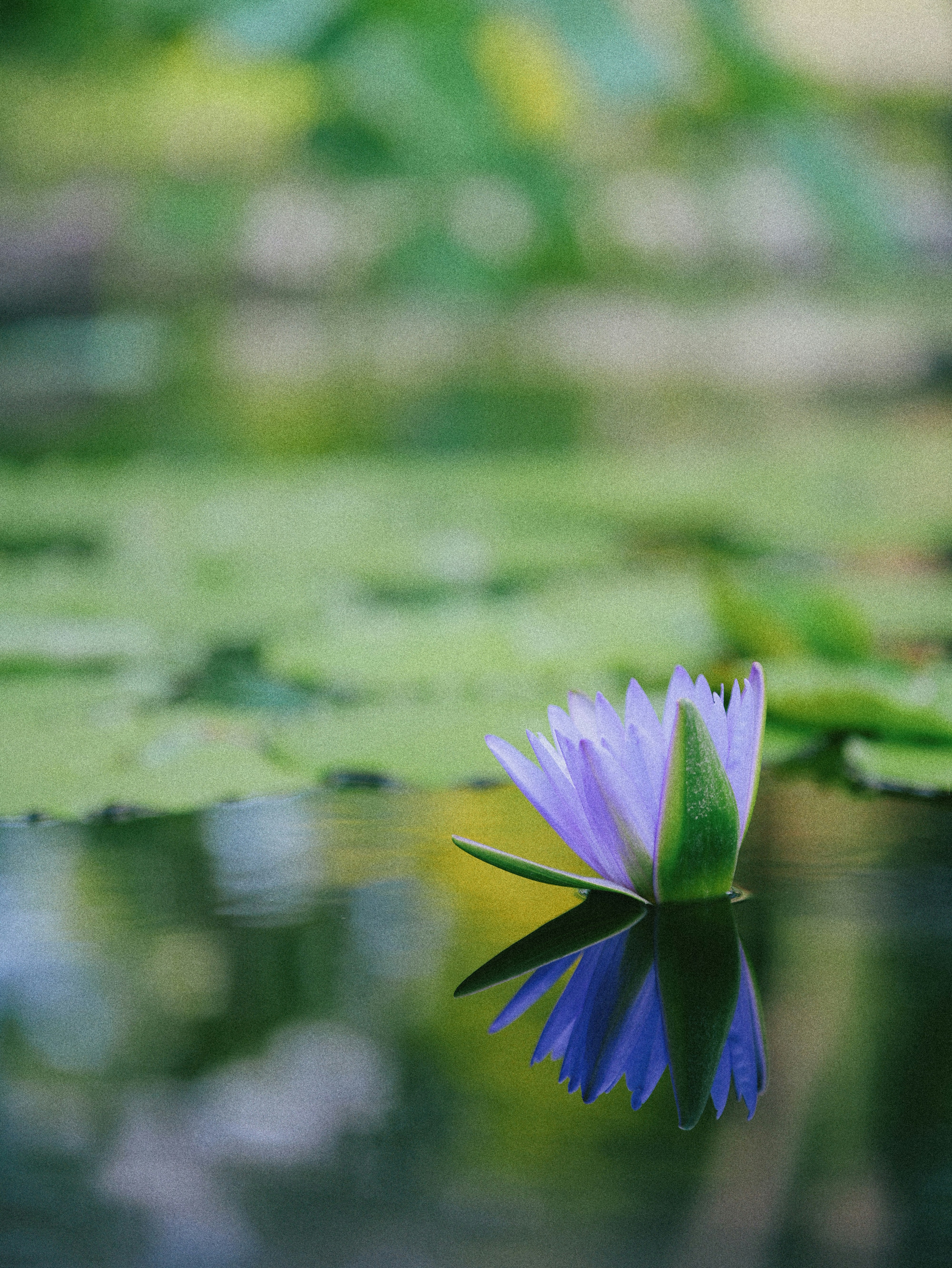 Lilac Crown: A Lotus Bloom on Quiet Glass