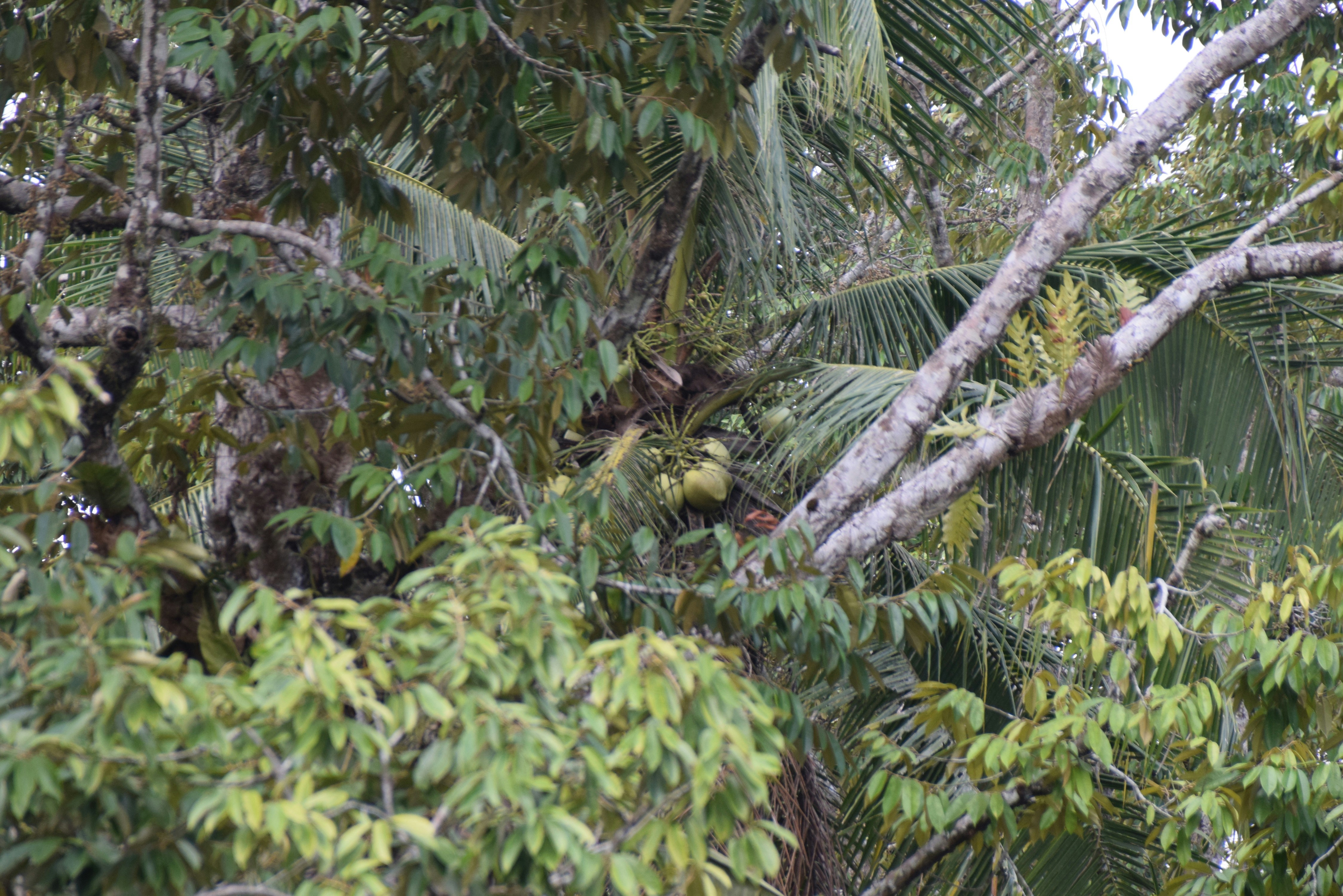 Dense tropical leaves conceal a cluster of coconuts amid branches, creating a natural, textured canopy.