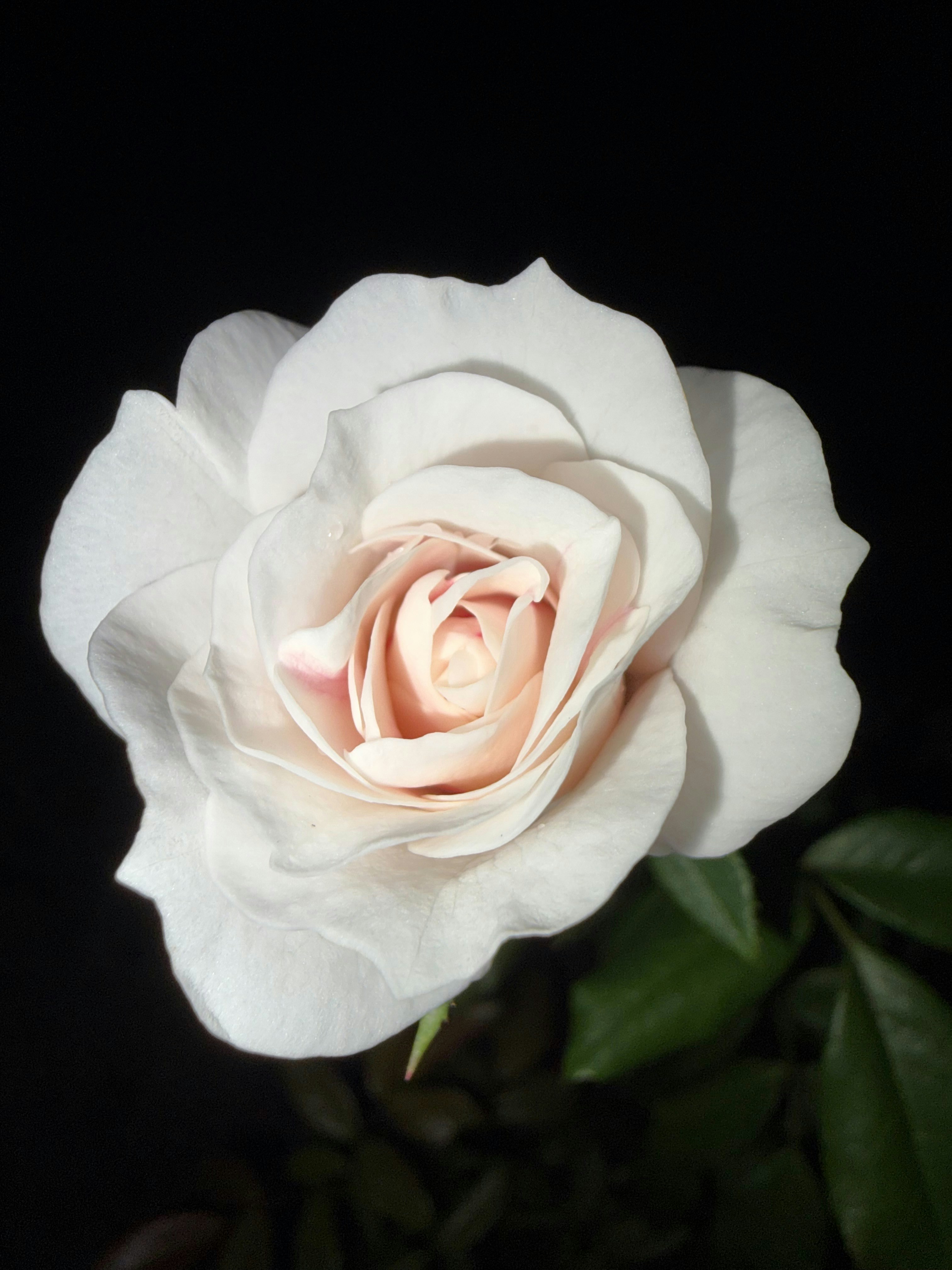 A pale rose blooms against a deep black background, its soft petals curling toward the center with subtle pink tints; green leaves peek from below, highlighting the flower as the sole subject.