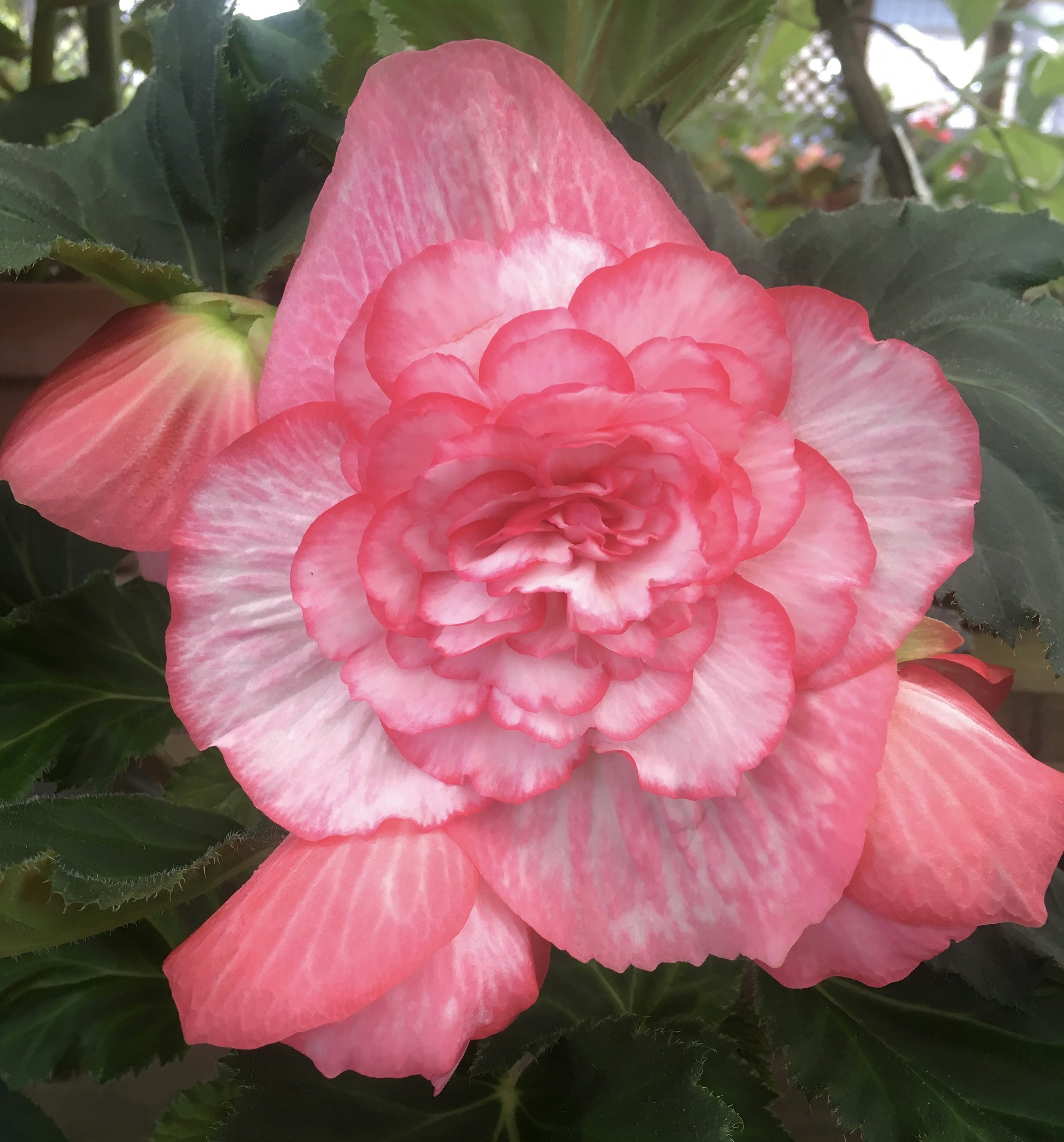 Pink Camellia in Full Bloom with Soft Petal Gradients