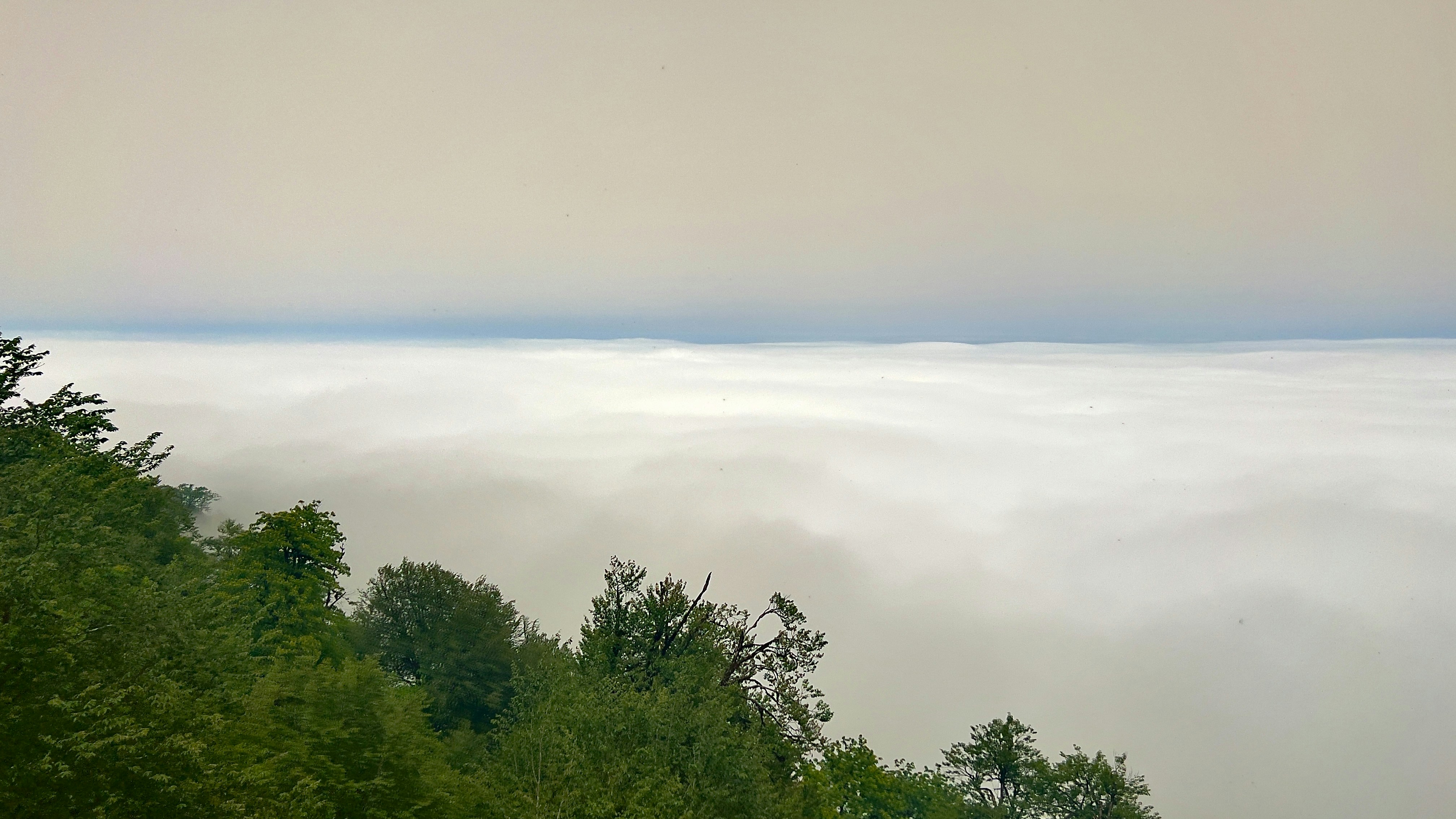 Sea of Clouds over a Quiet Forest Ridge