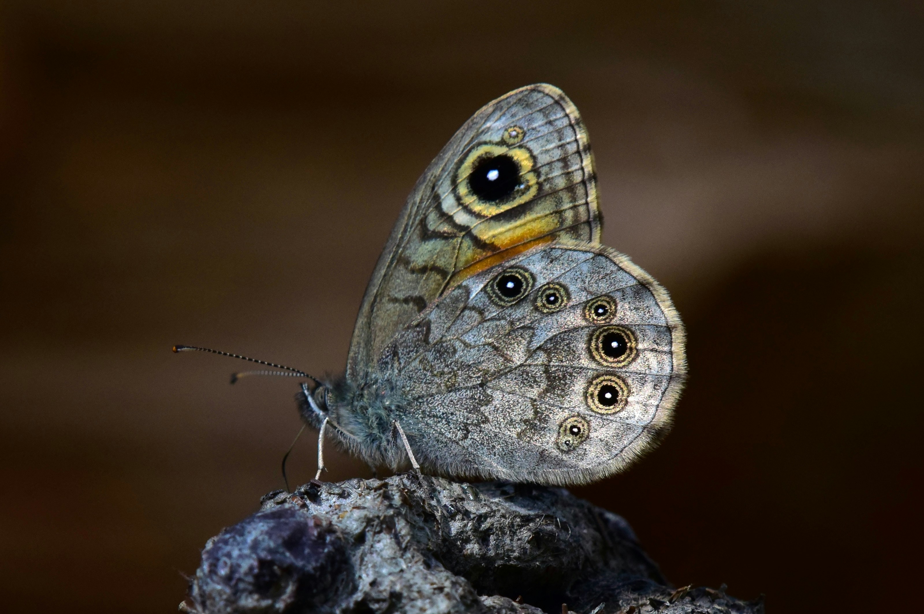 Eyes of the Night Empress: A Gray Morph Butterfly Perched on Weathered Stone