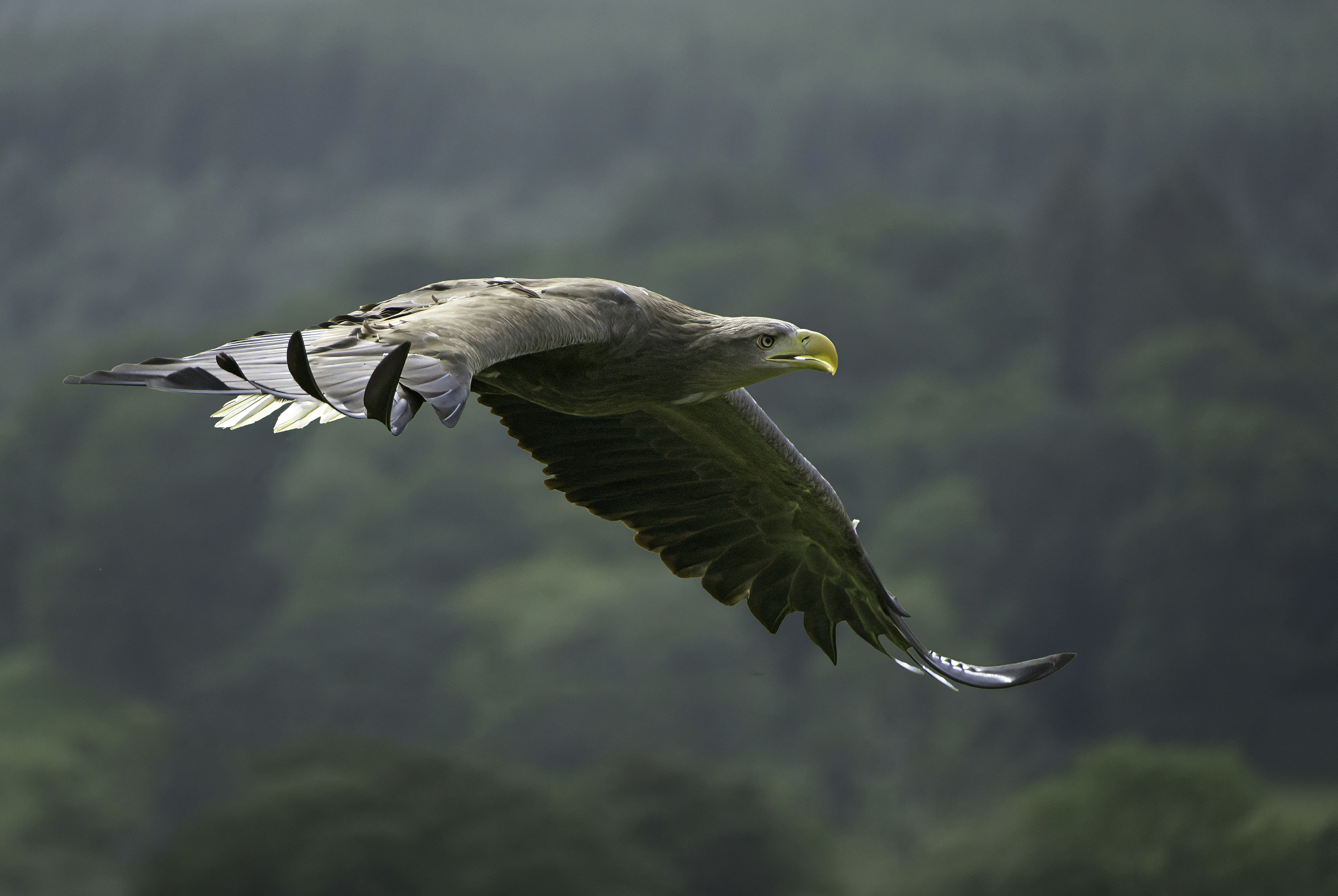 Soaring Gaze: A Peregrine Against a Misty Fern-green Backdrop