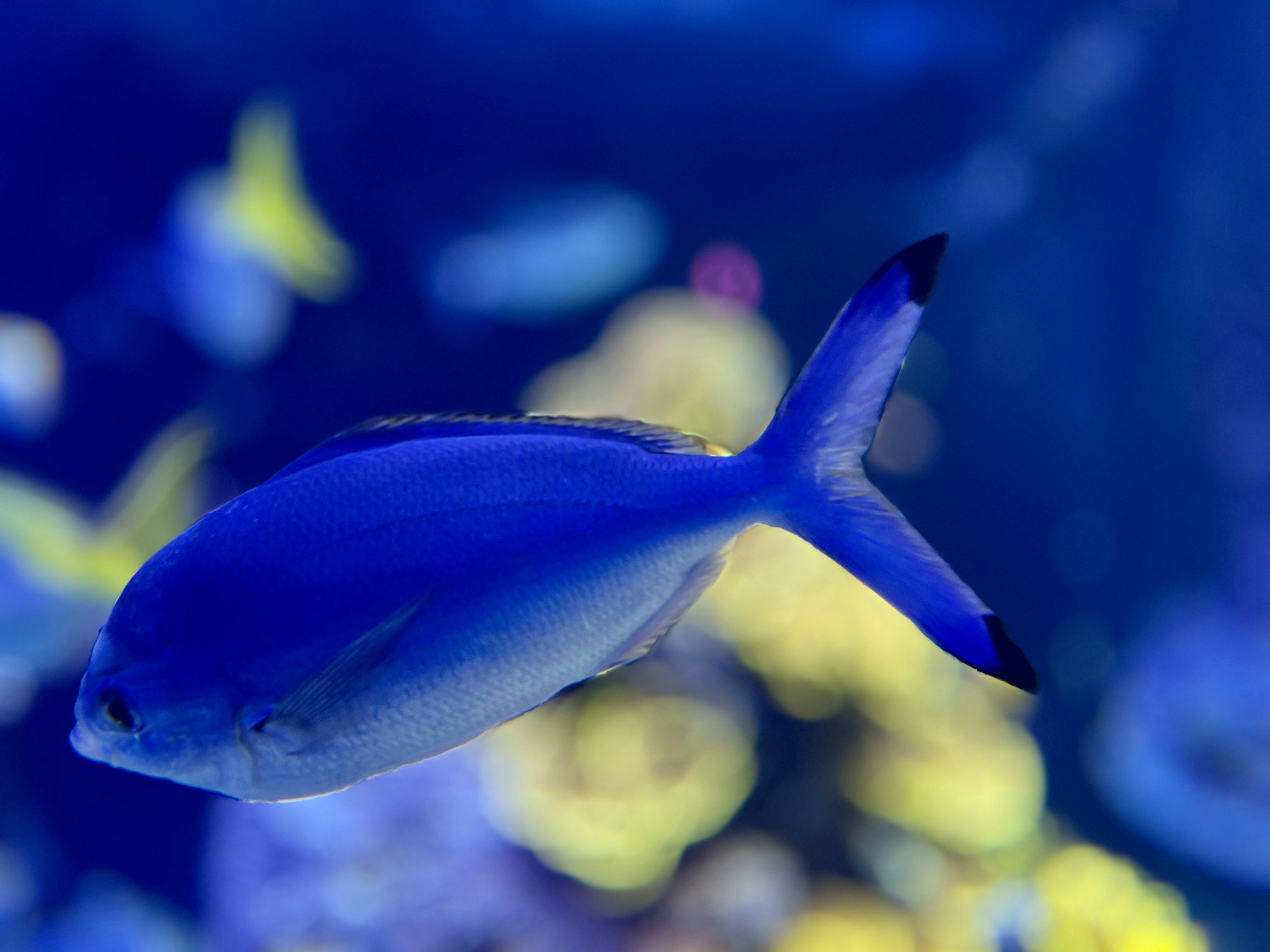 Azure Darter: A Blue Surgeonfish Gliding Through a Coral Dream
