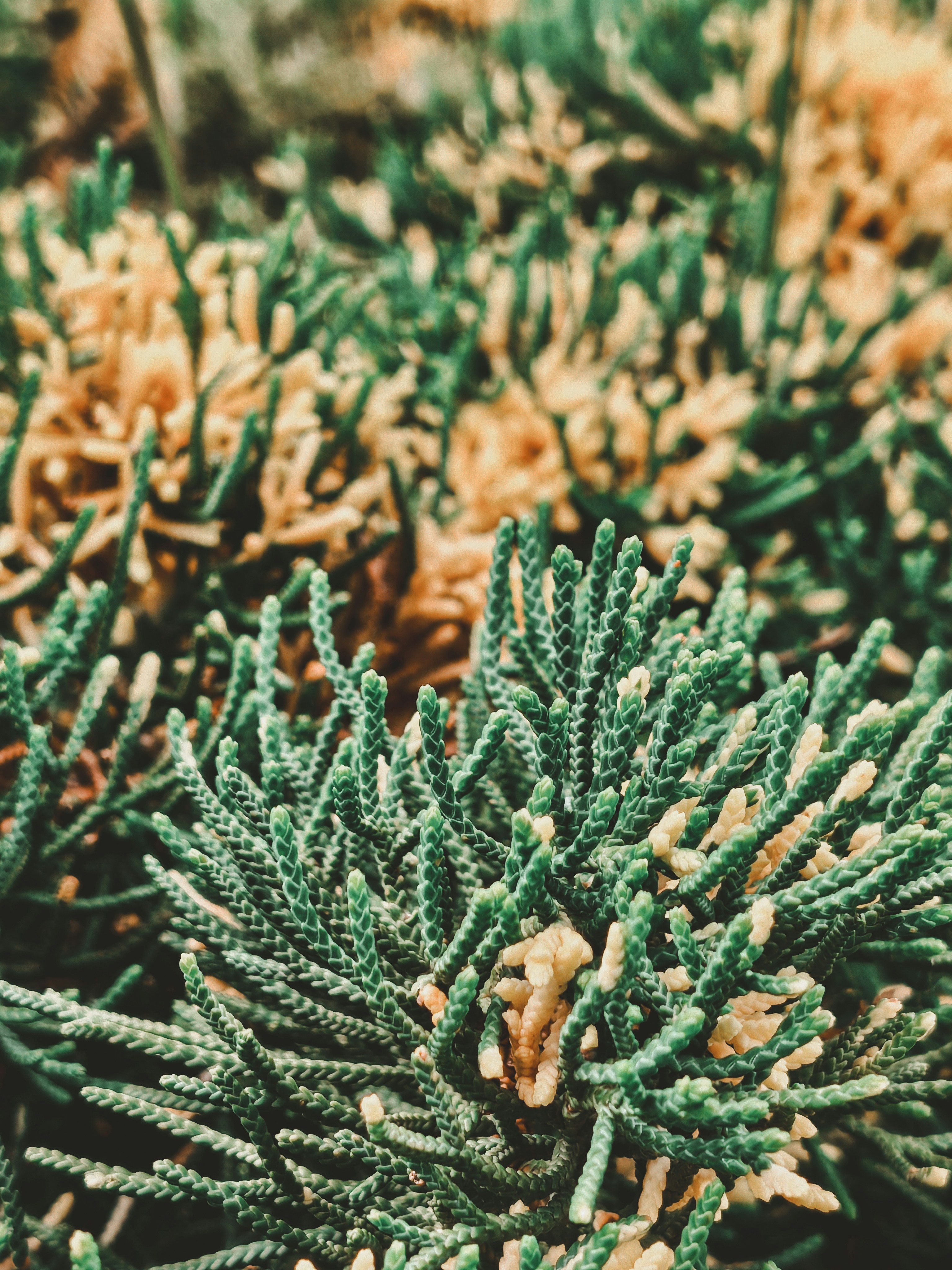 Close-up of green and pale yellow evergreen foliage with needle-like leaves