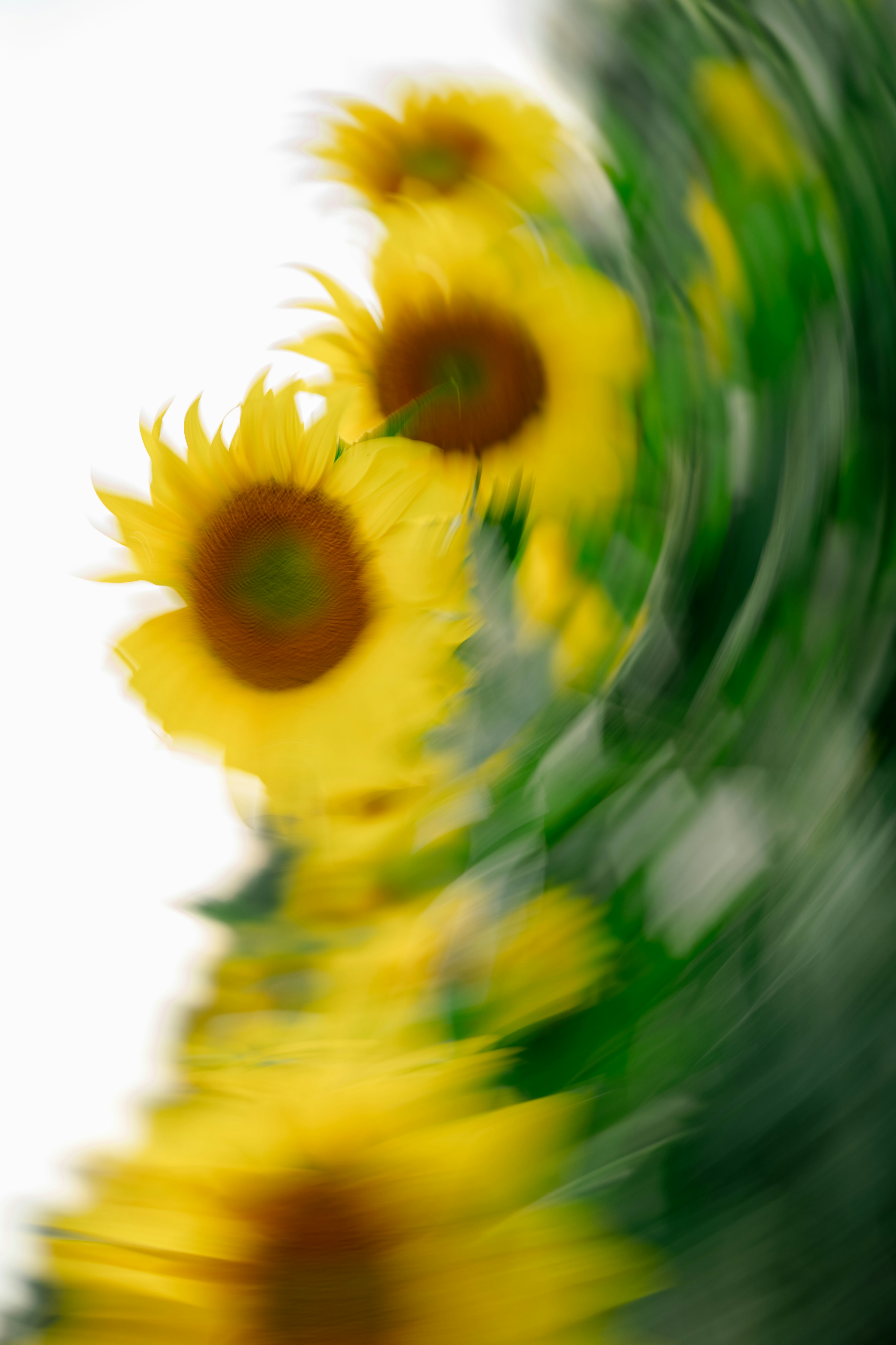 Sunlit Bloom Spiral: A Gyre of Yellow Petals in Motion