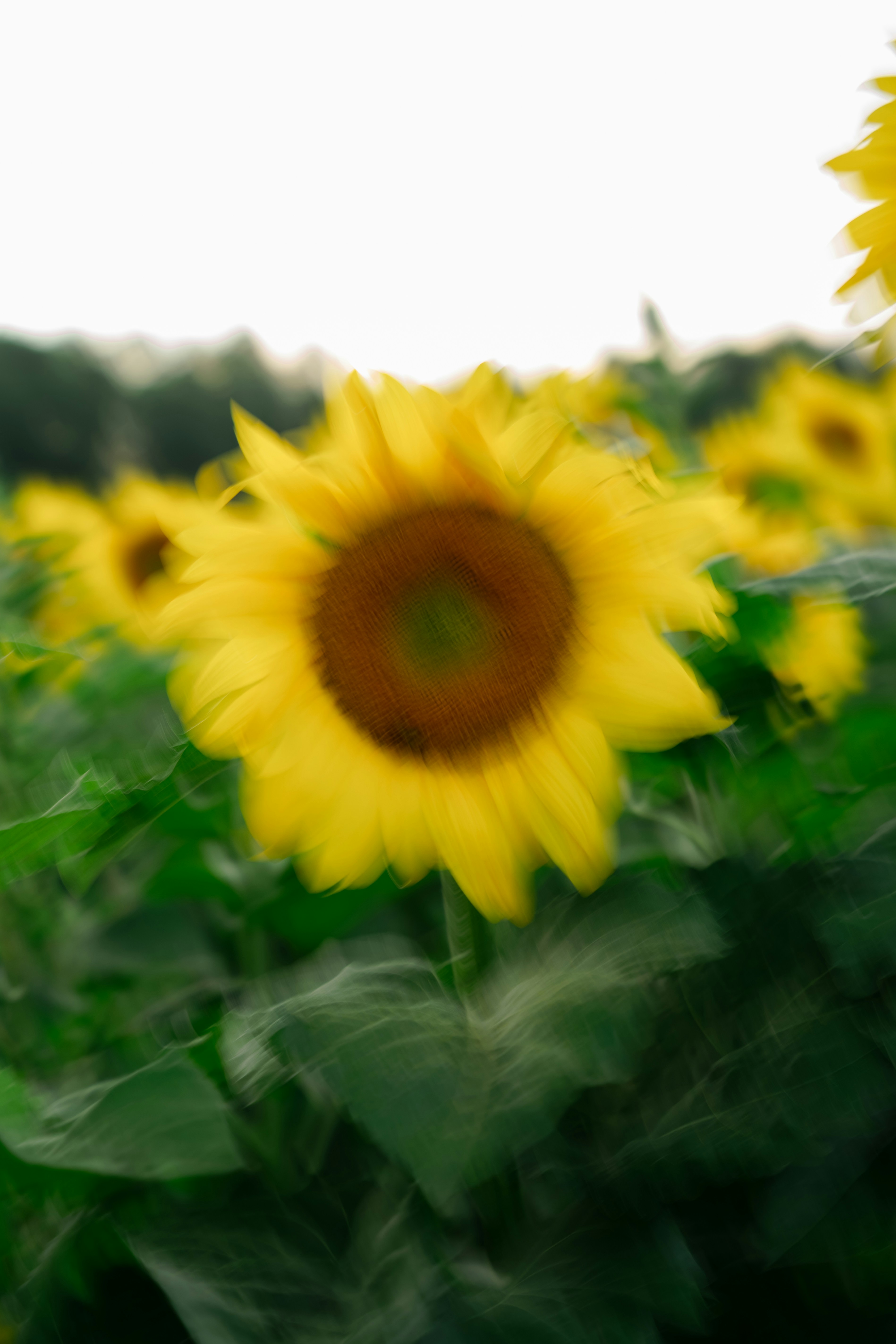 Sunflower Burst: BlurredGlimpse in a Field of Yellow