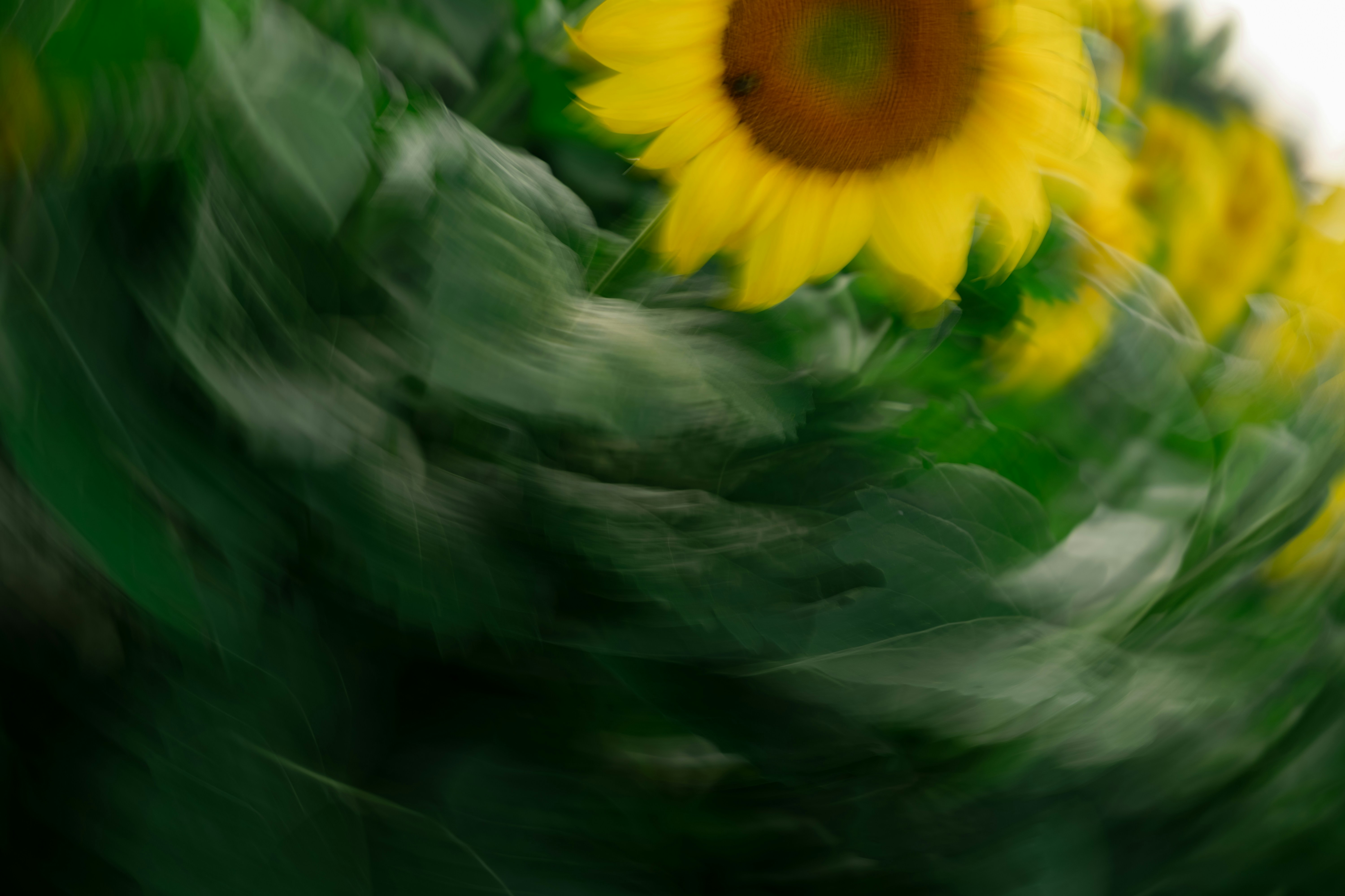 Sunflower Burst: A Glimpse of Bright Petals Amid Blurred Greens