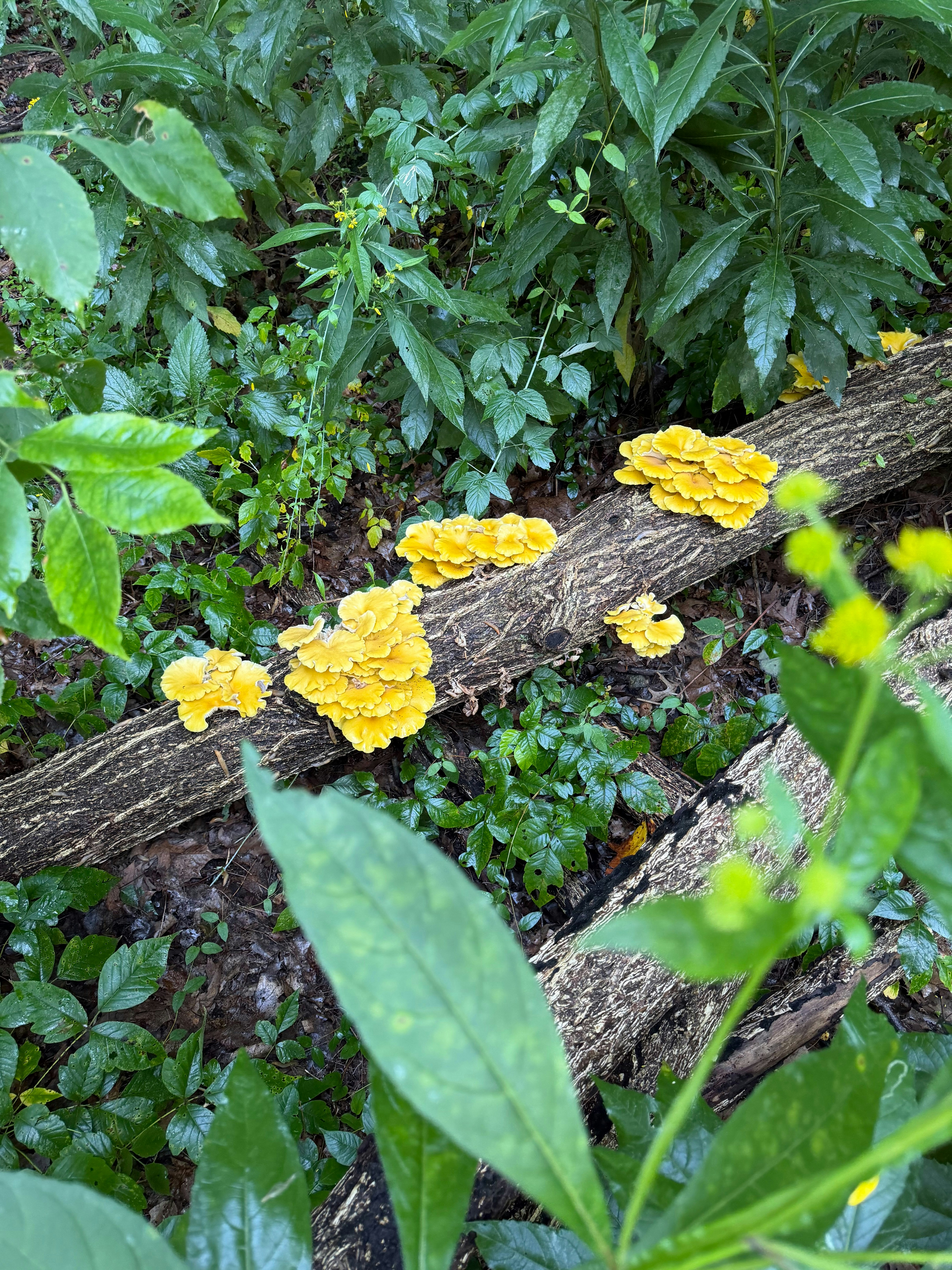Golden Shelf Fungus Clusters on a Fallen Trunk in a Lush Green Understory