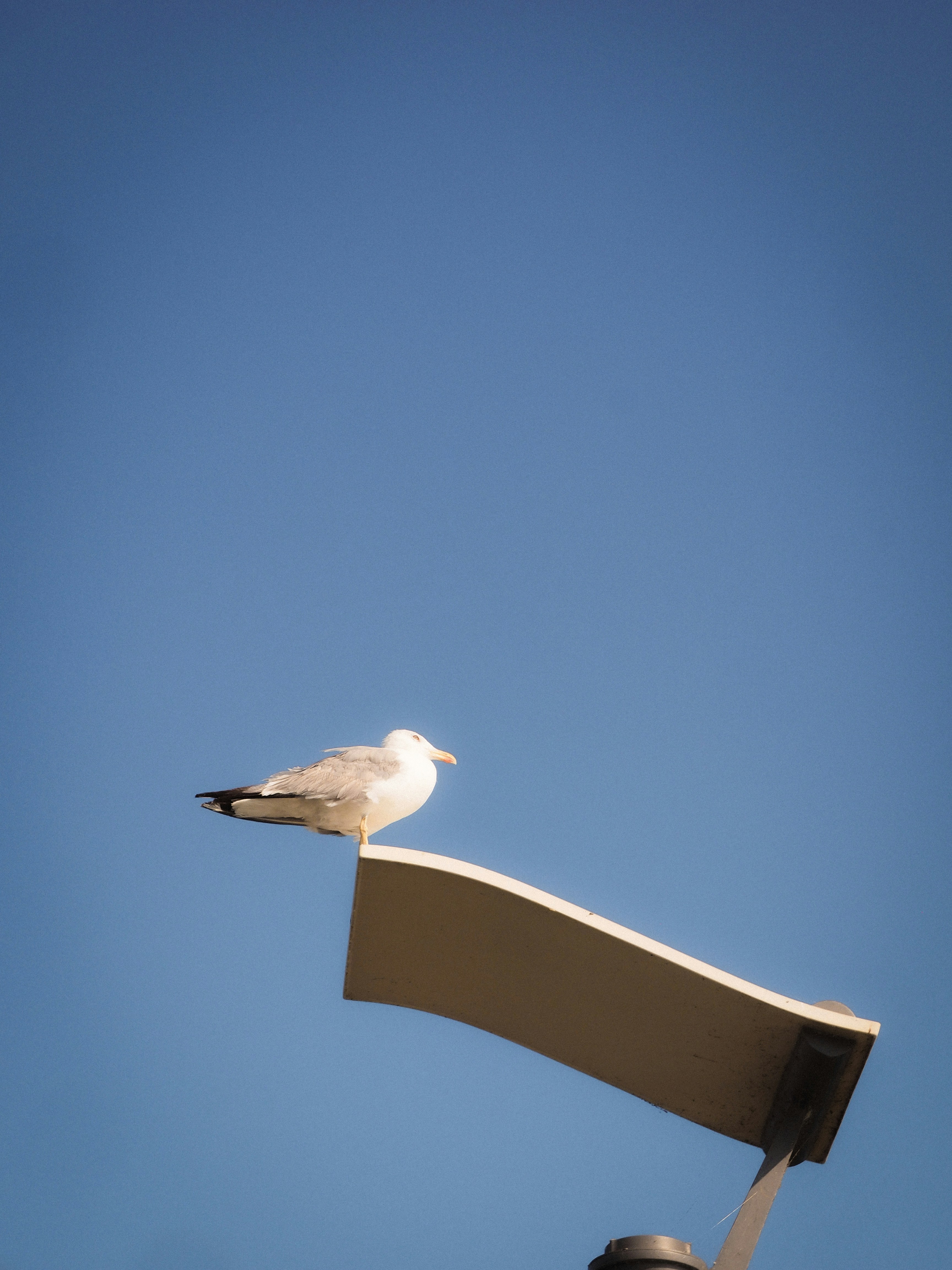 Seagull on a Curved Streetlamp Under a Clear Blue Sky