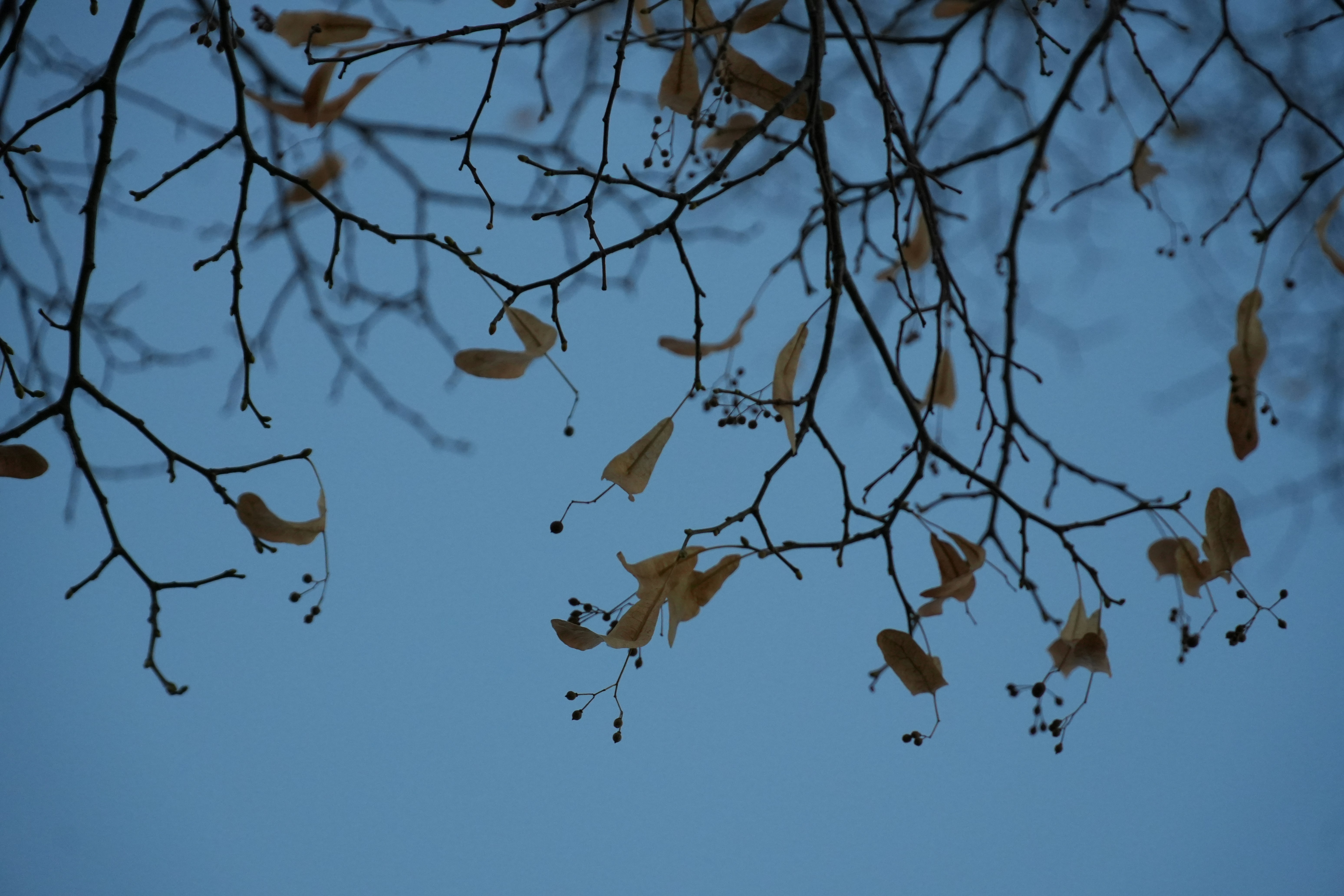 Bare branches and scattered leaves frame a pale blue sky, capturing a moment of calm between seasons. A minimal, nature-focused composition highlighting delicate silhouettes.
