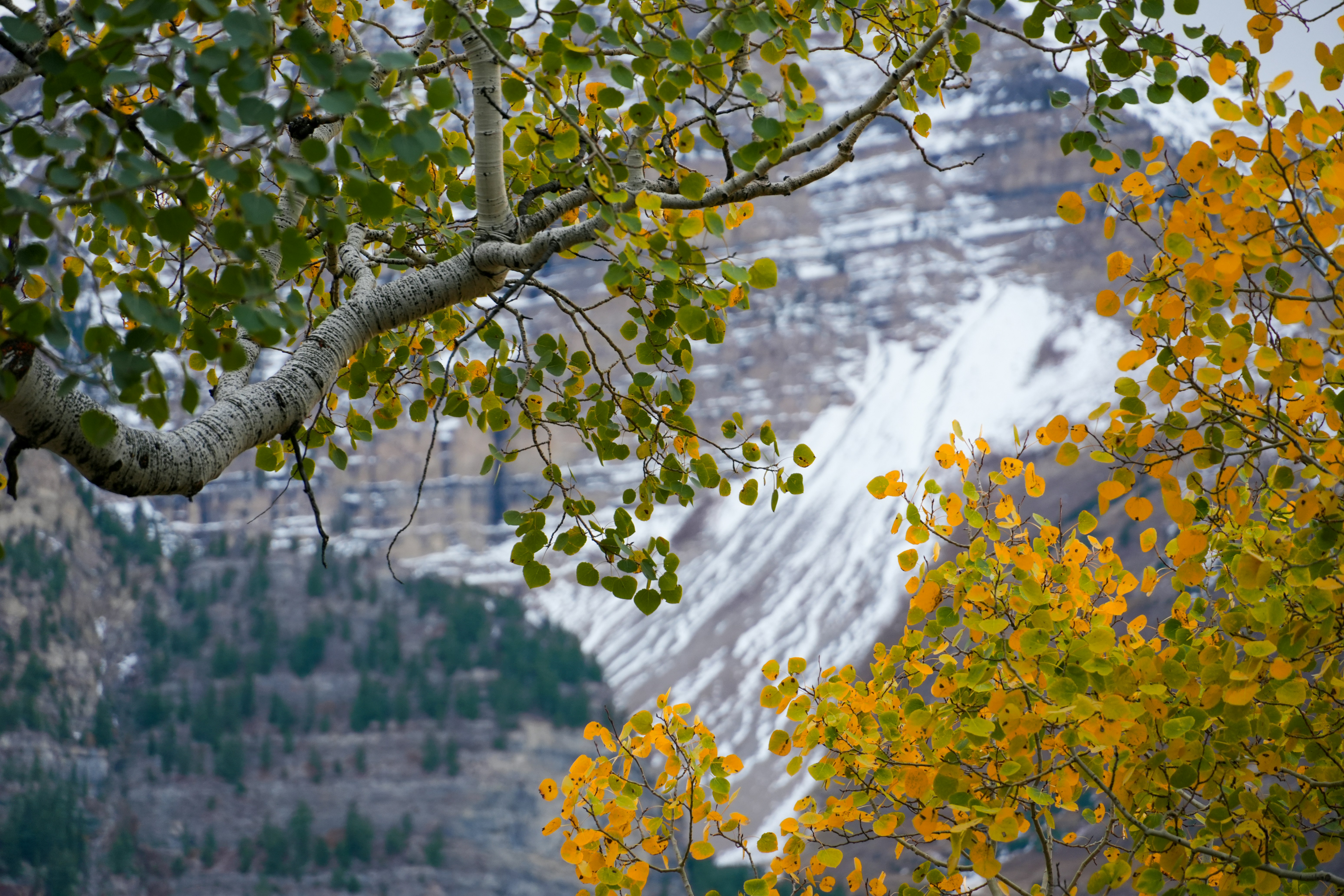 Autumn Branches Framing a Snowfall Ridge