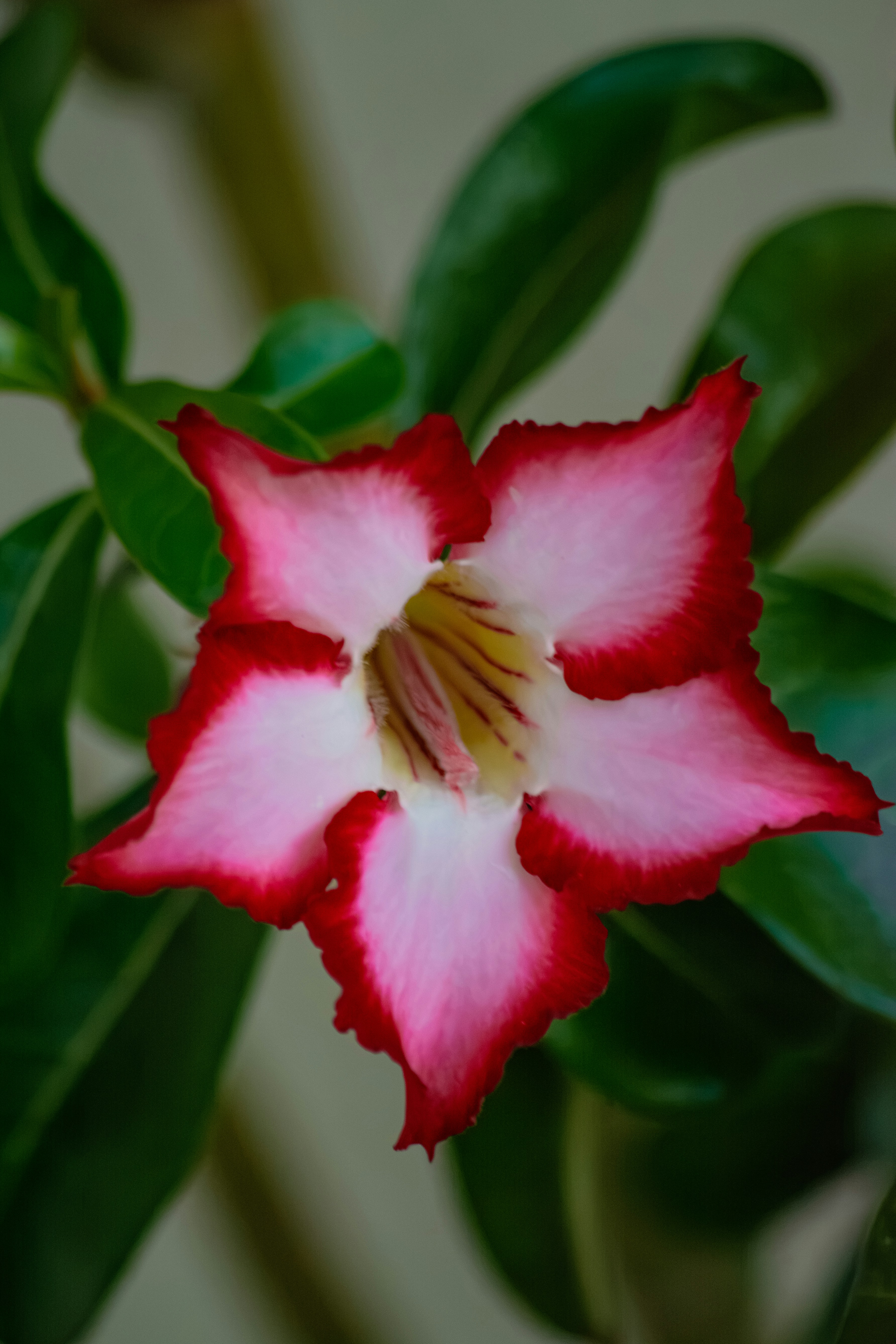 Crimson-edged Bloom: A Pink-White Adenium Centerpiece