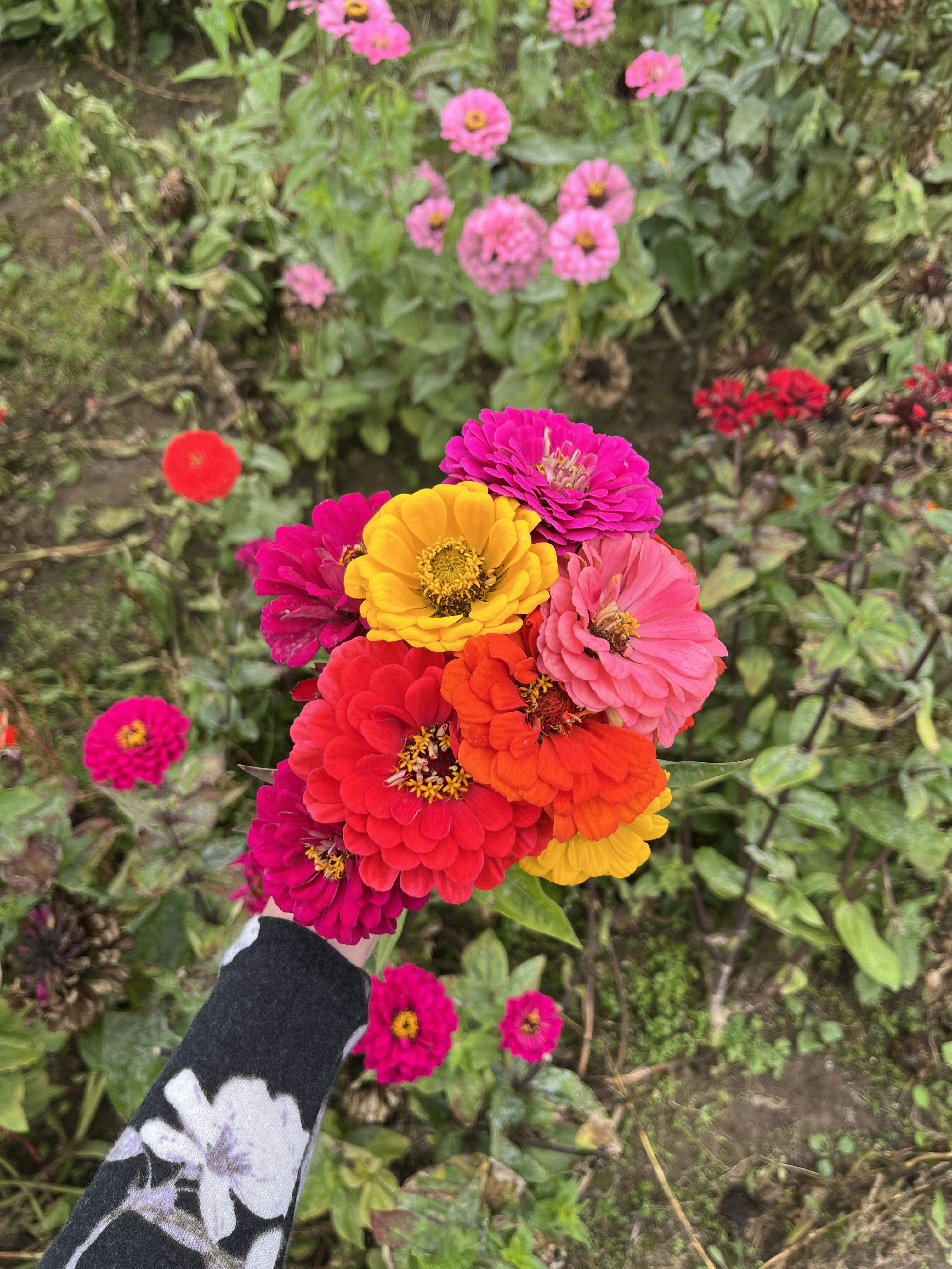 A hand holding a vibrant bouquet of colorful zinnia flowers in a garden
