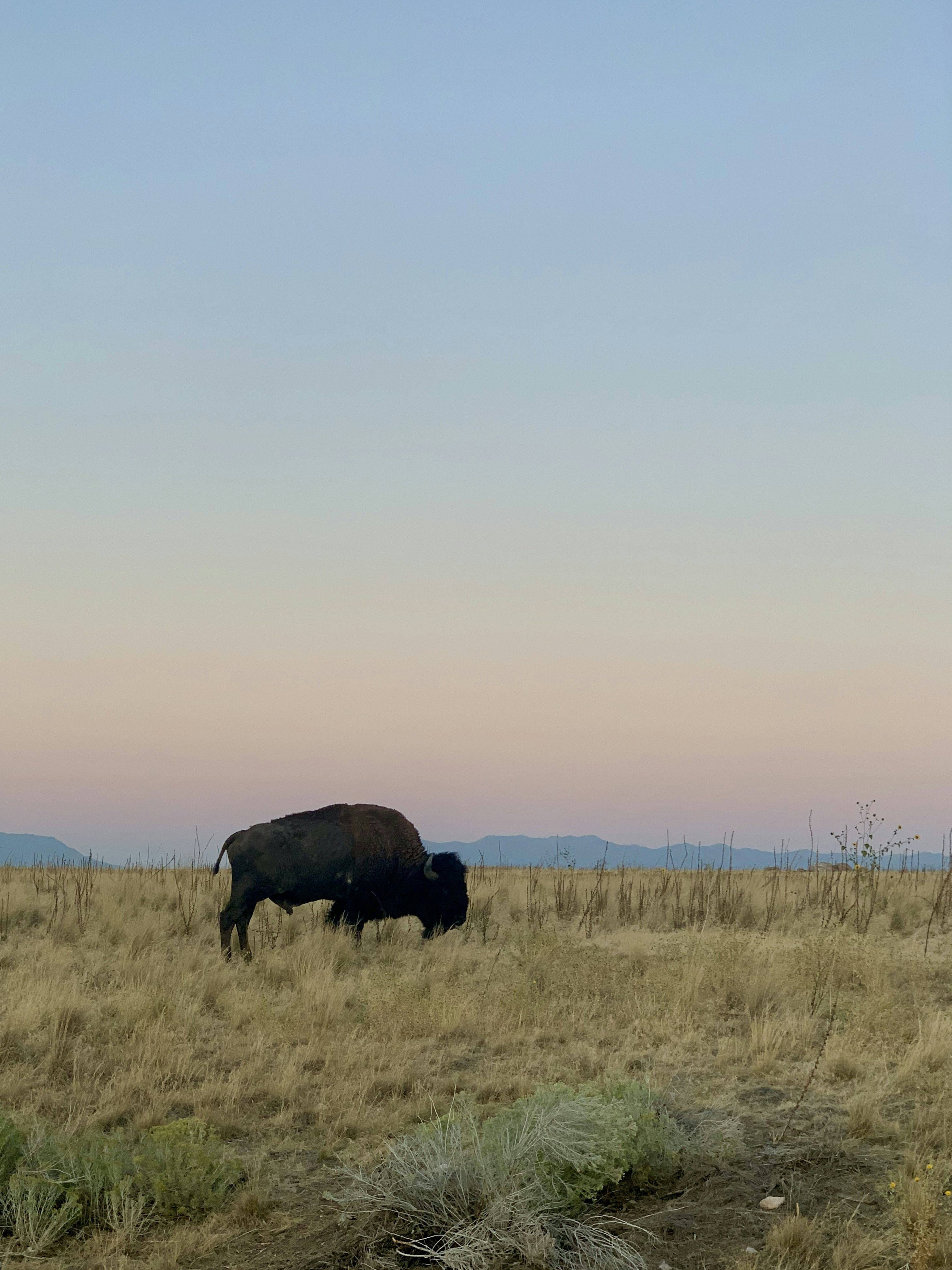 Bison in a Quiet Desert Twilight