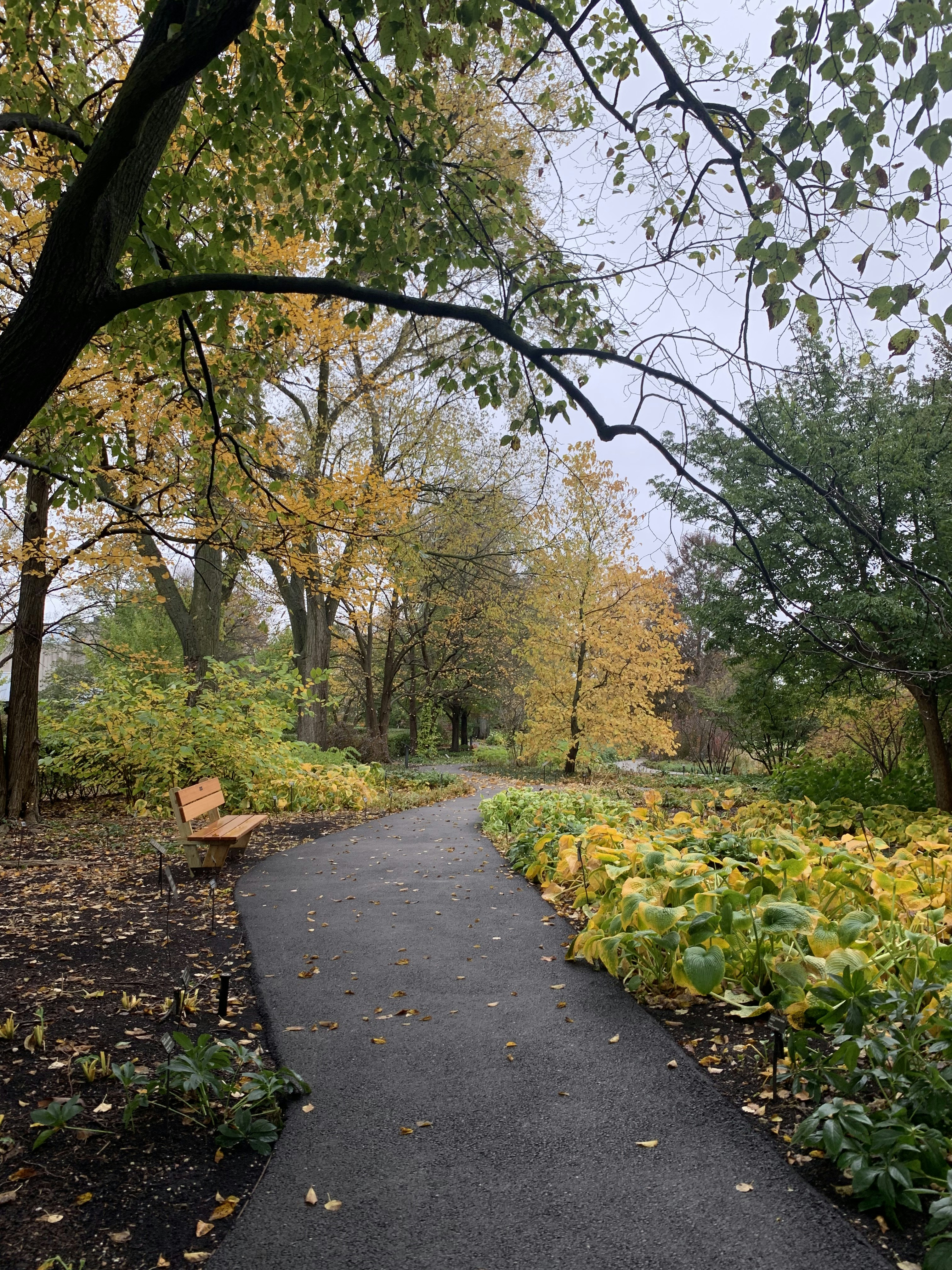 Autumnal Park Pathway: A Quiet Walk Under Amber Trees