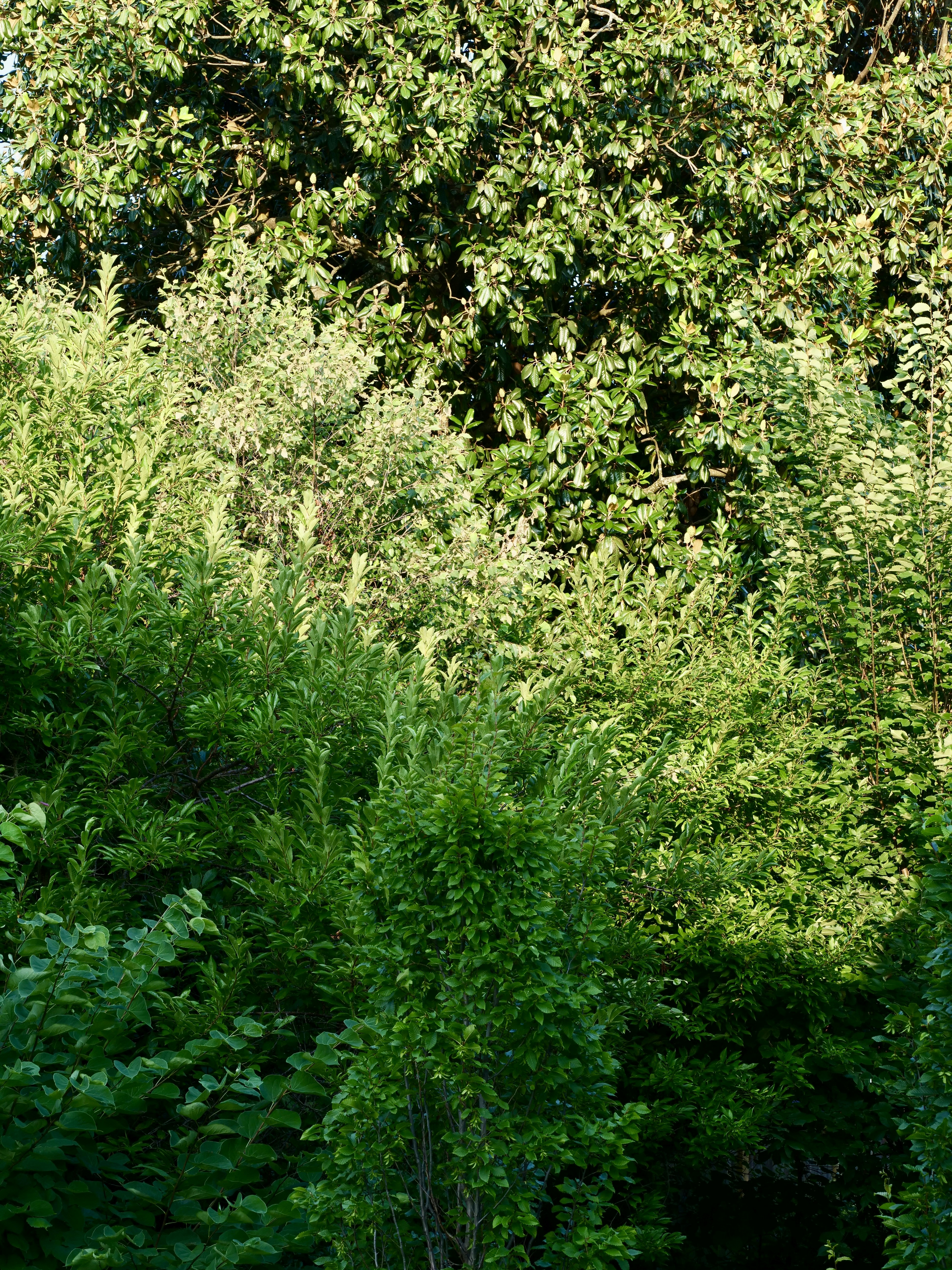 Lush, sunlit shrubs with varying green tones fill the frame, edged by a darker treeline in the background. A dense, natural garden scene with vibrant foliage.