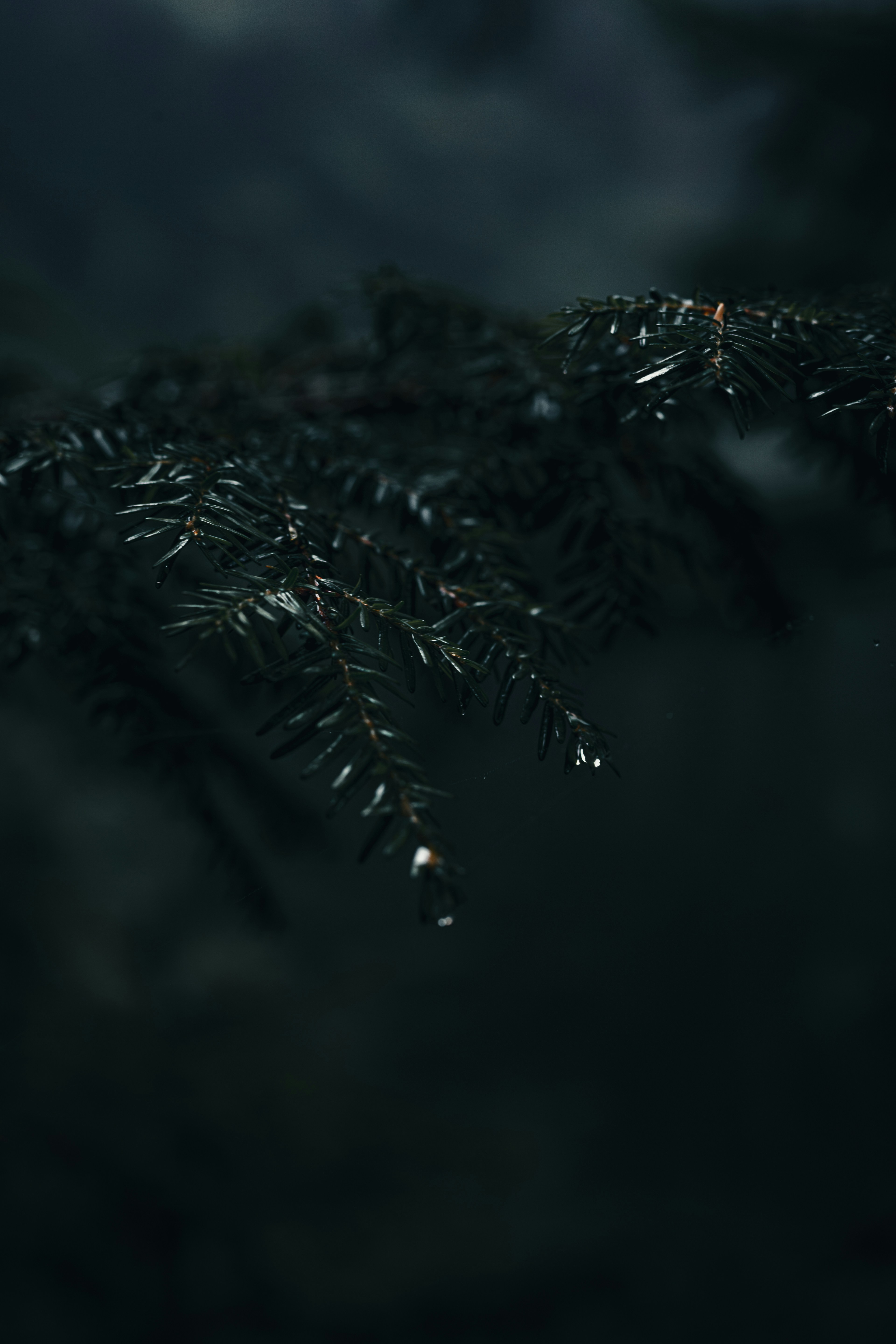 Droplet on a Whispering Sprig in the Dark Forest