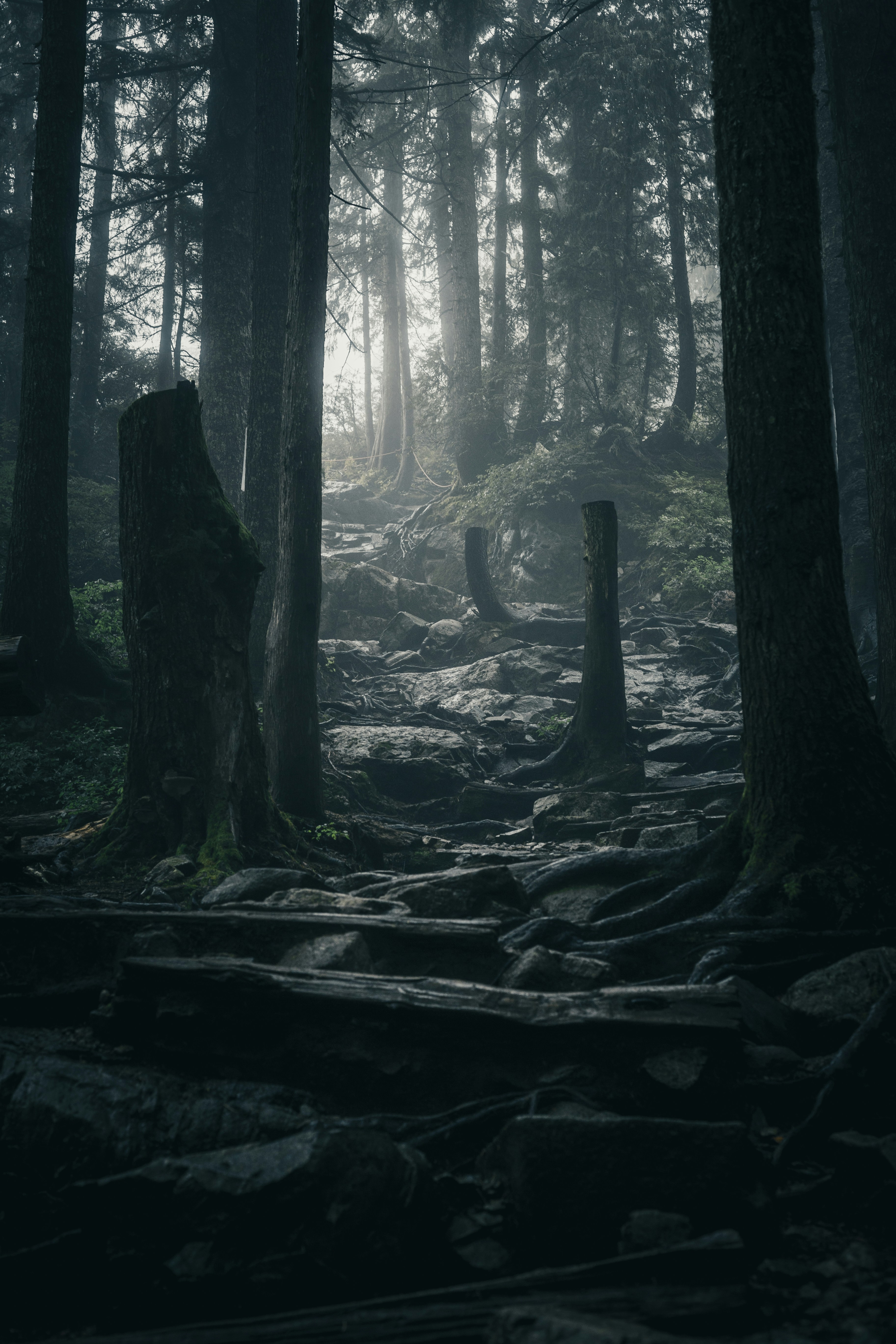 Mist-Shrouded Steps: A Quiet Ascent Through the Forest of Shadows