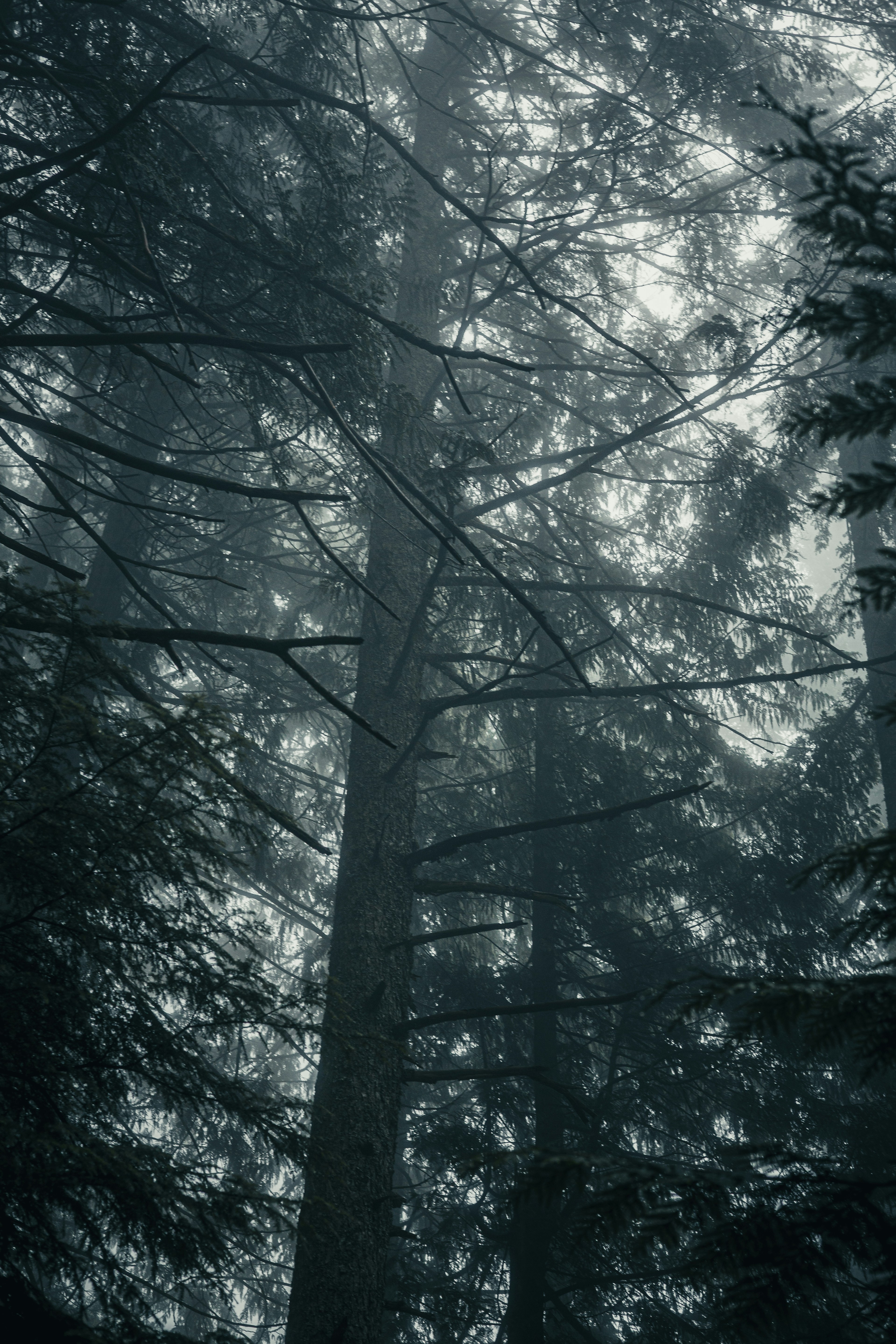Fog-Soft Pines: A Quiet Confrontation with the Tall Forest