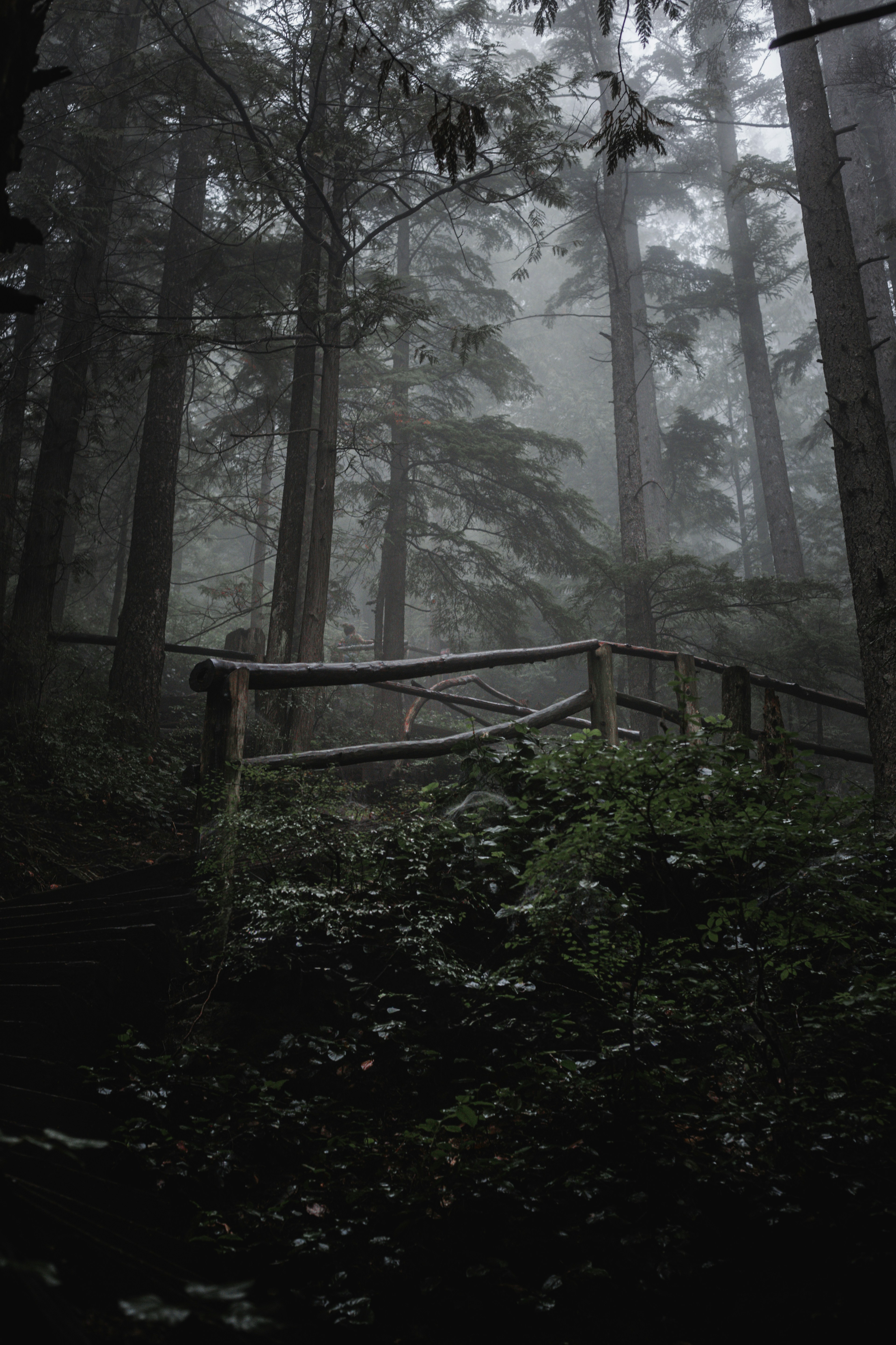 Mist-Laden Forest Gate