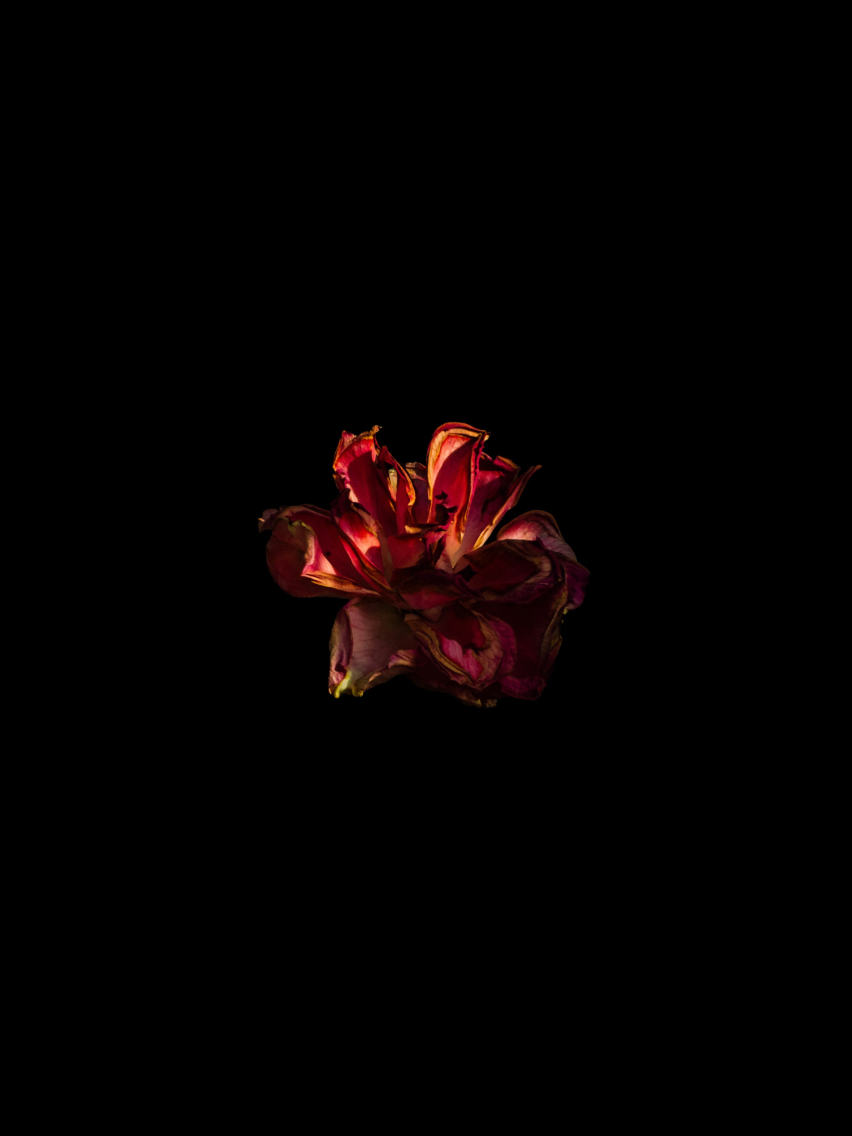 Burnished Petals in Absolute Black