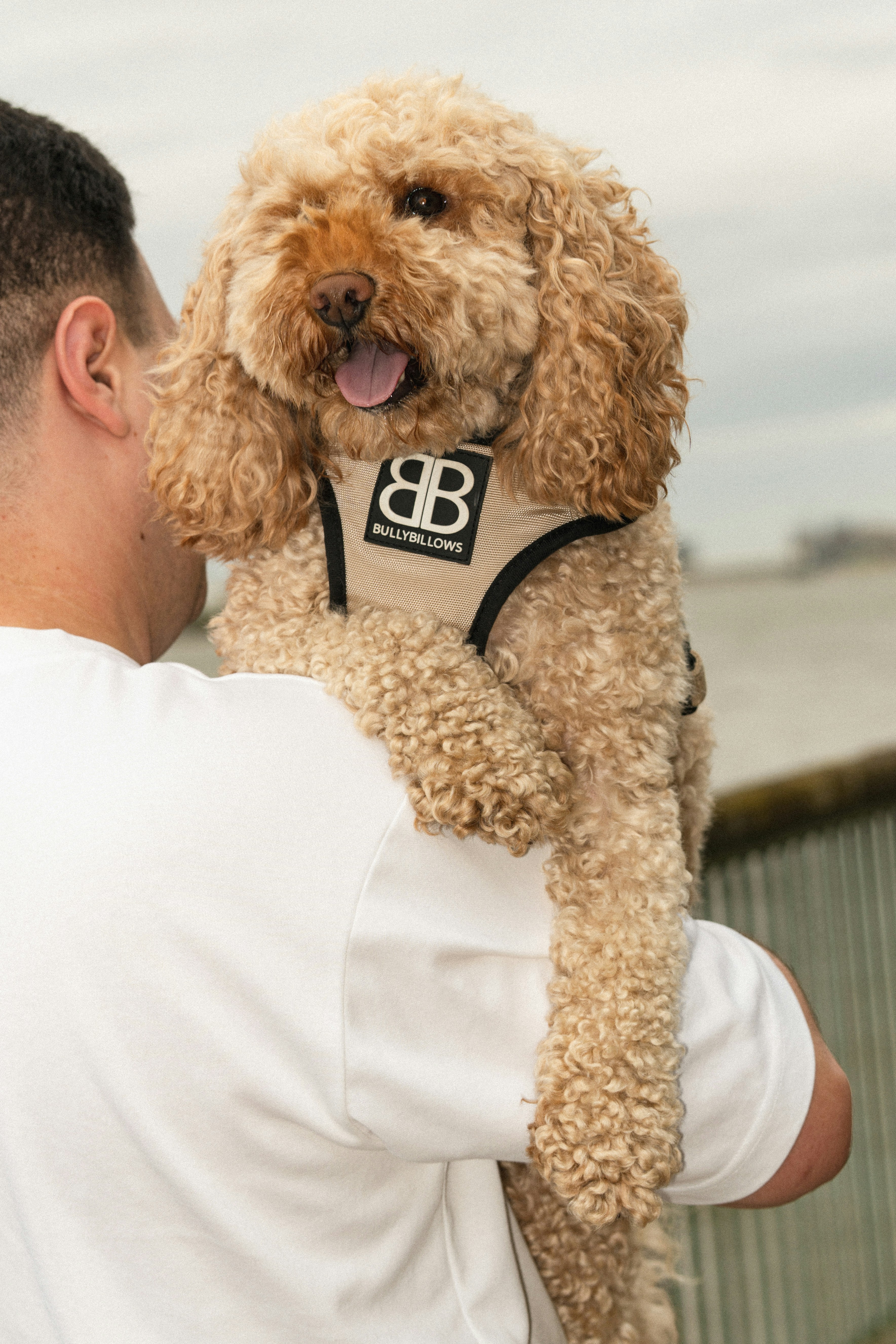 Golden doodle perched on a man’s shoulder witn a cheerful grin by the seaside; a branded harness stands out. A candid moment capturing companionship and playful energy.