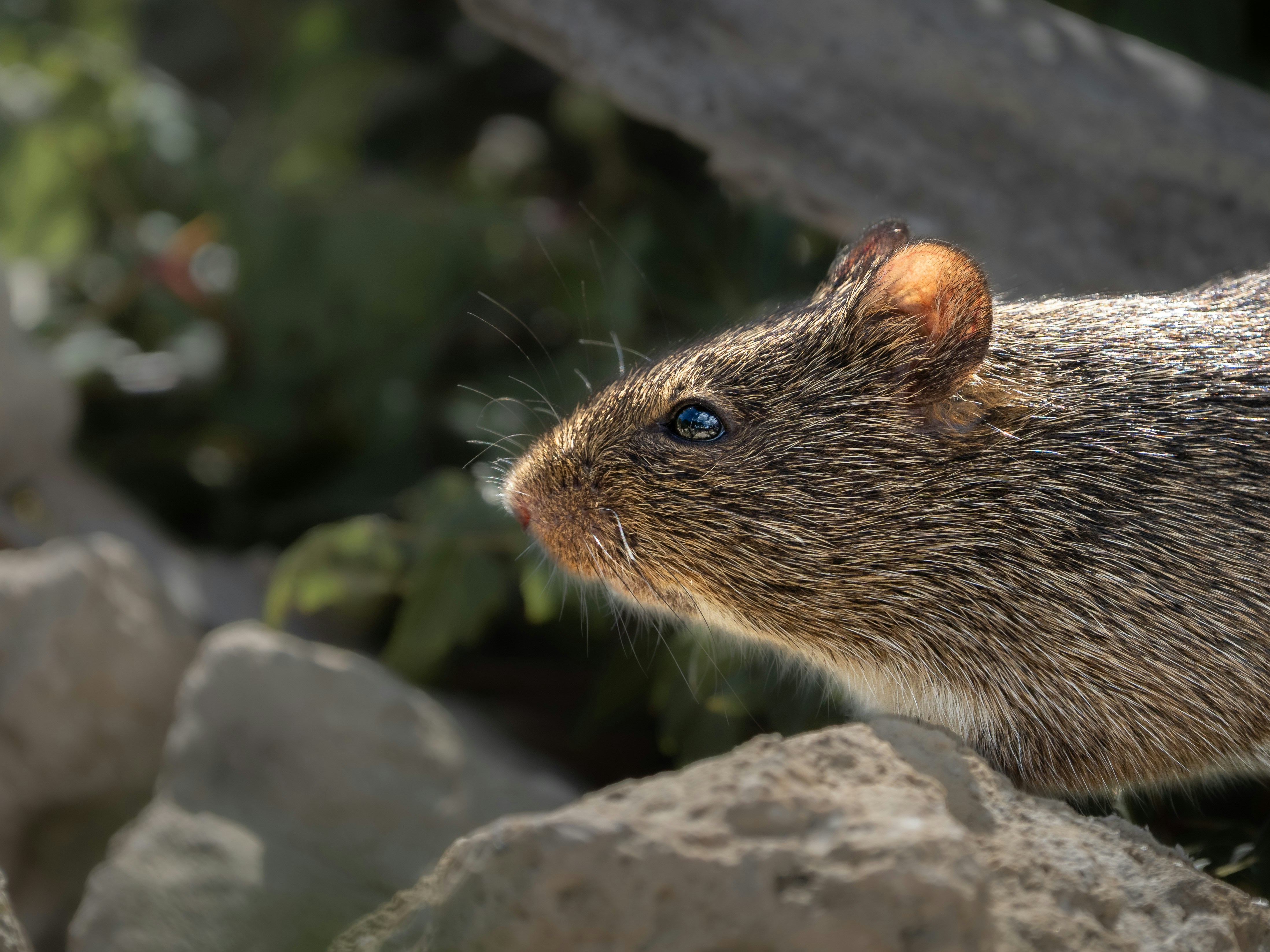Curious Ground Scribe: A Marmot Pauses Among Stones