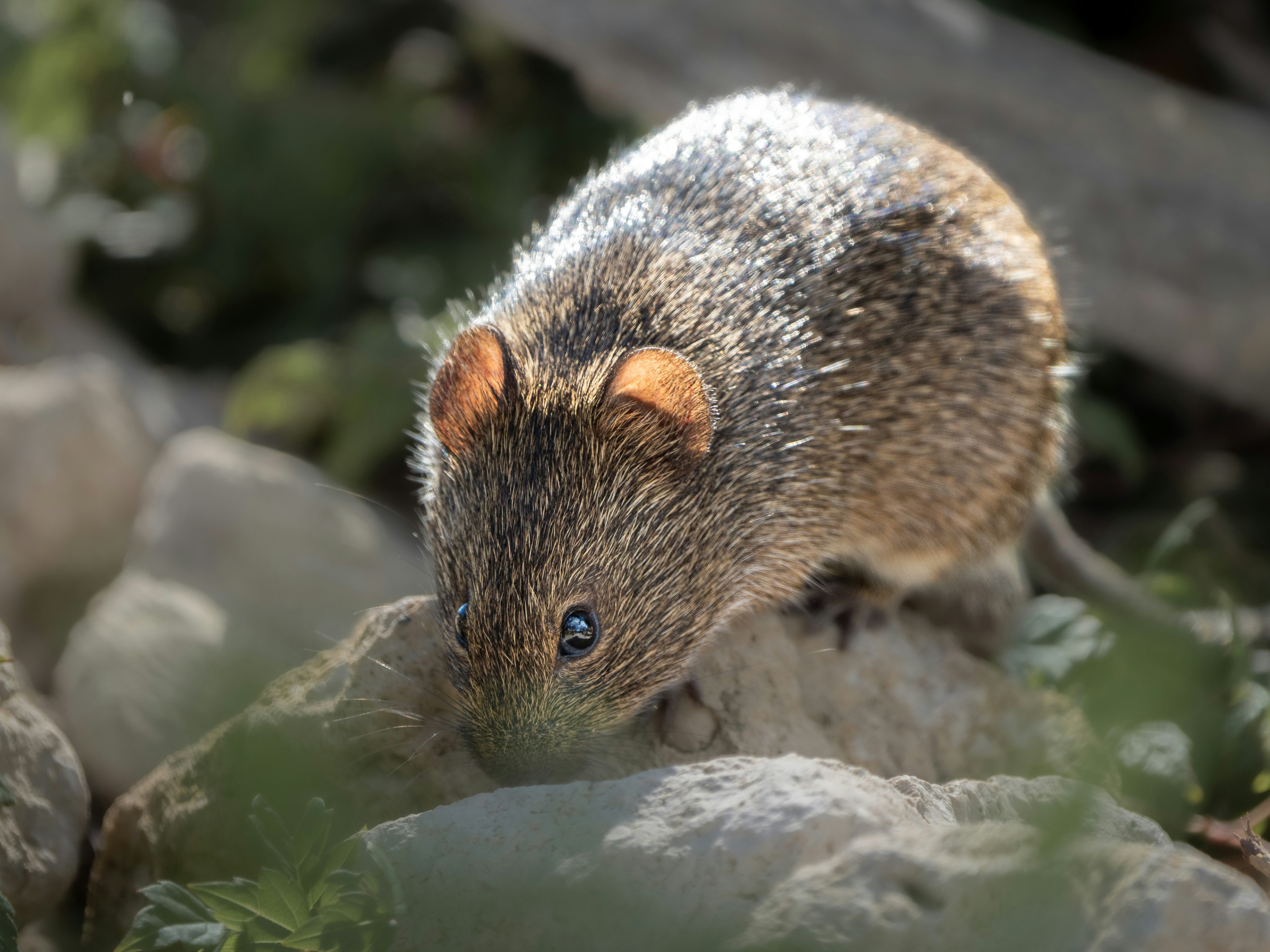 Curious Rockbound Rodent: A Pebble-Clicking Stare