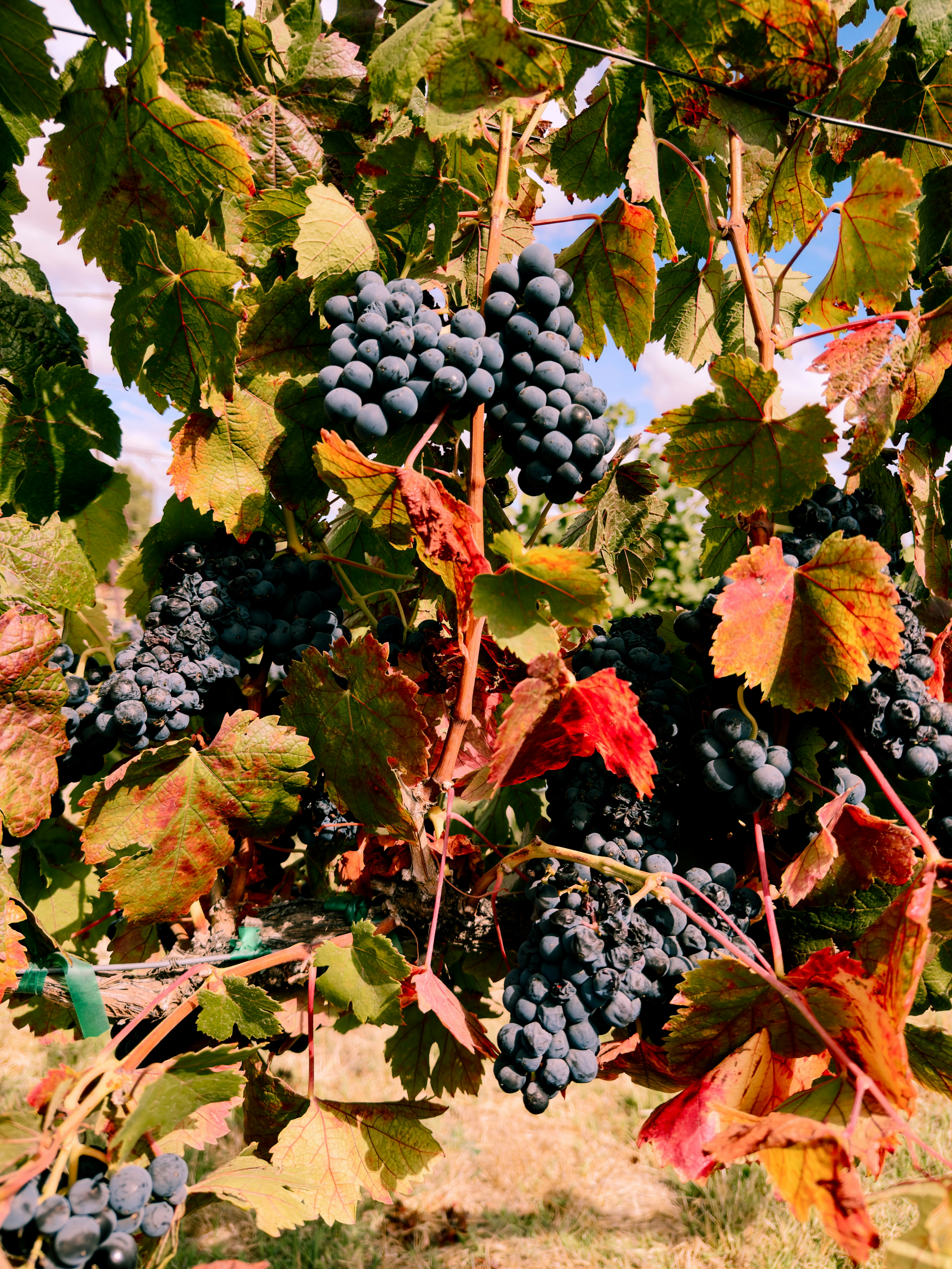Sun-drenched grape clusters amid autumn leaves in a vineyard