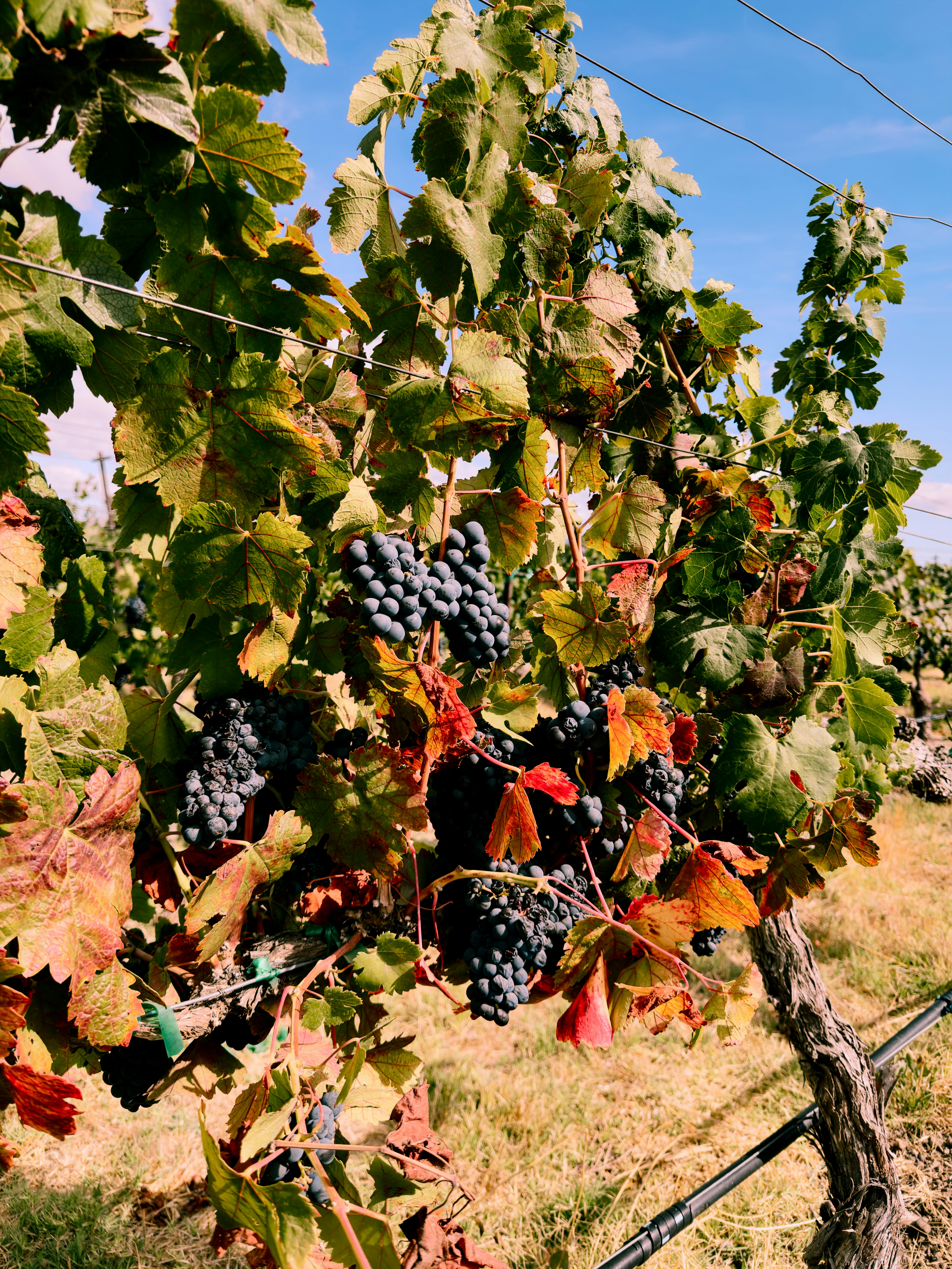 Sunlit Vineyard Cluster: Dark Berries Among Autumn Foliage