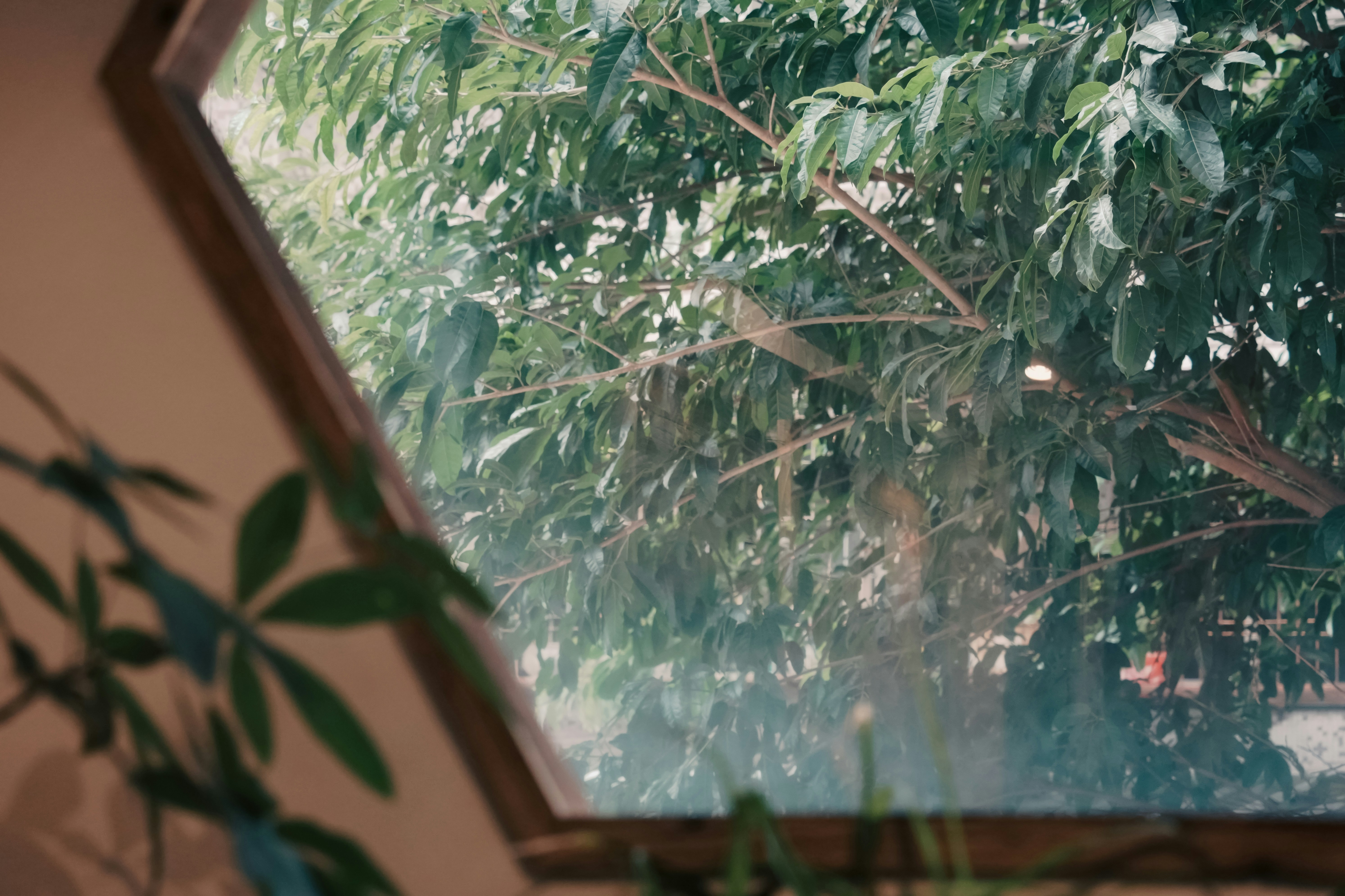 Sunlit attic window opened to a canopy of green leaves