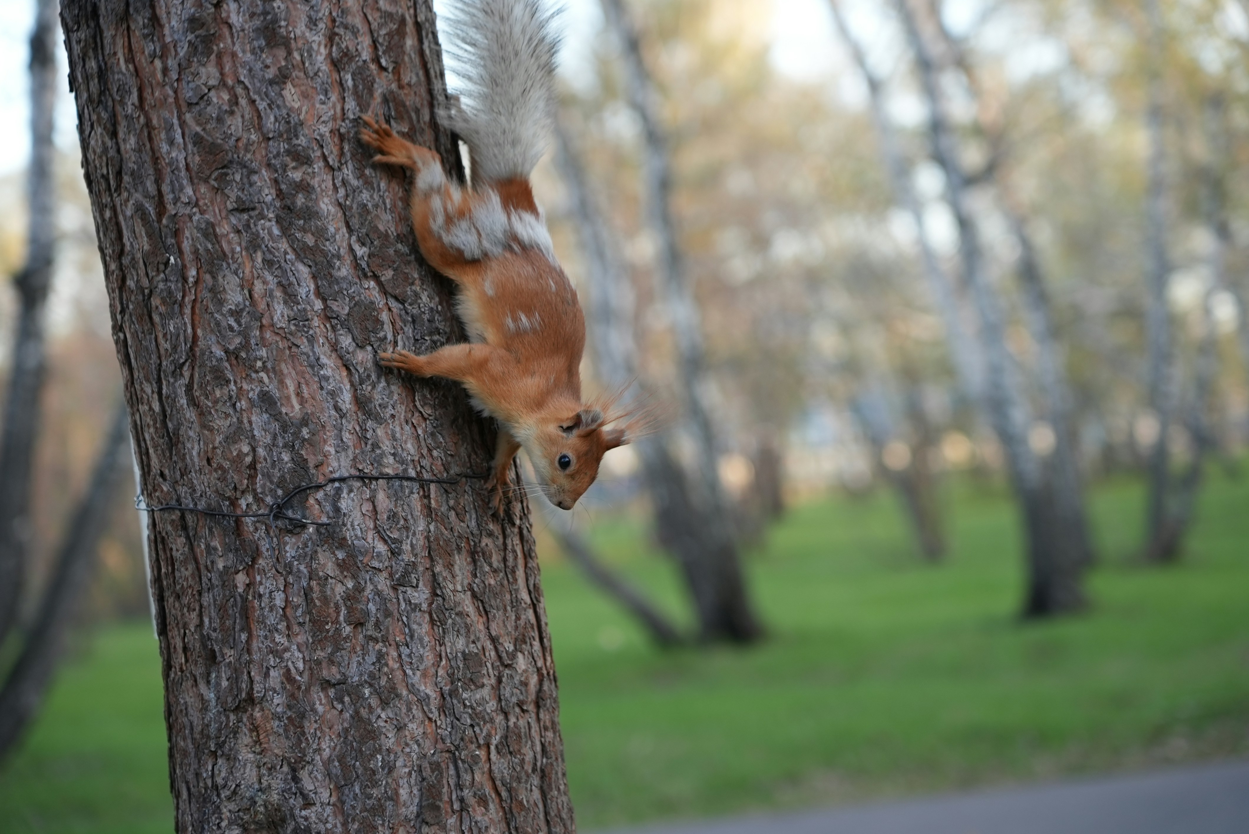 Energetic red squirrel clings to a textured tree trunk in a park, captured with soft background bokeh and natural light.