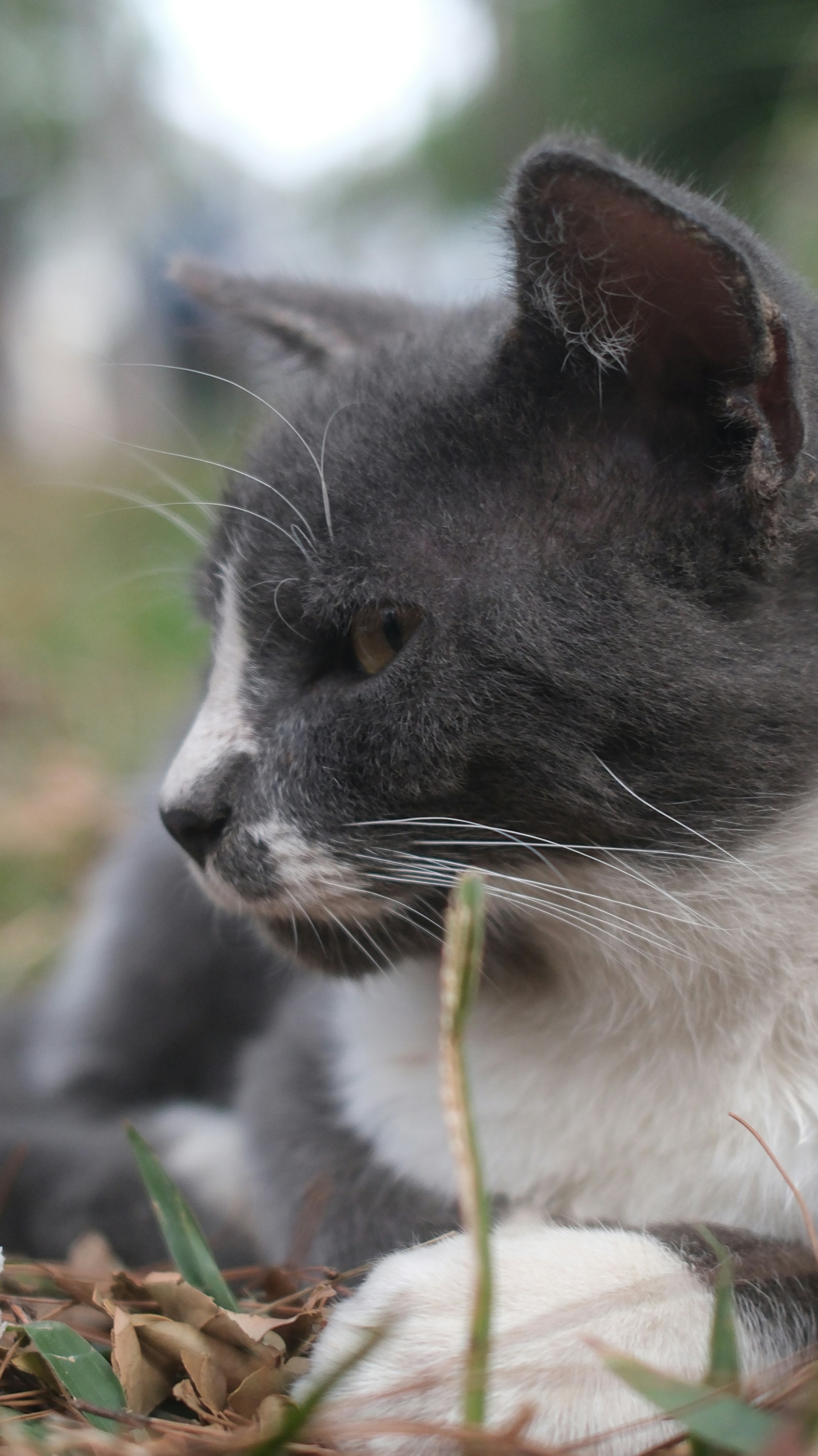 Curious Cat in a Quiet Morning Patch