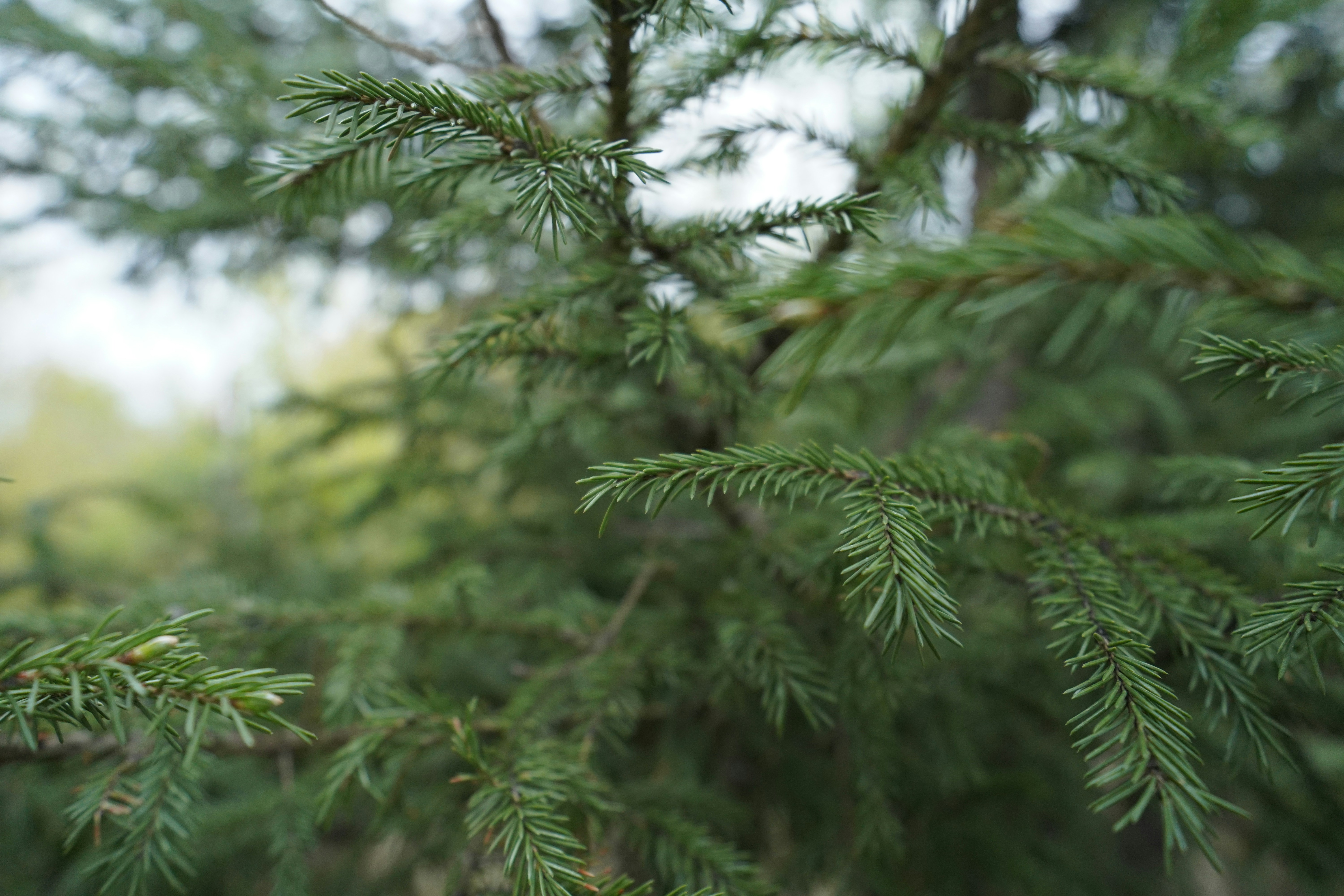 Evergreen Whispers: Close-Up of Spruce Needles