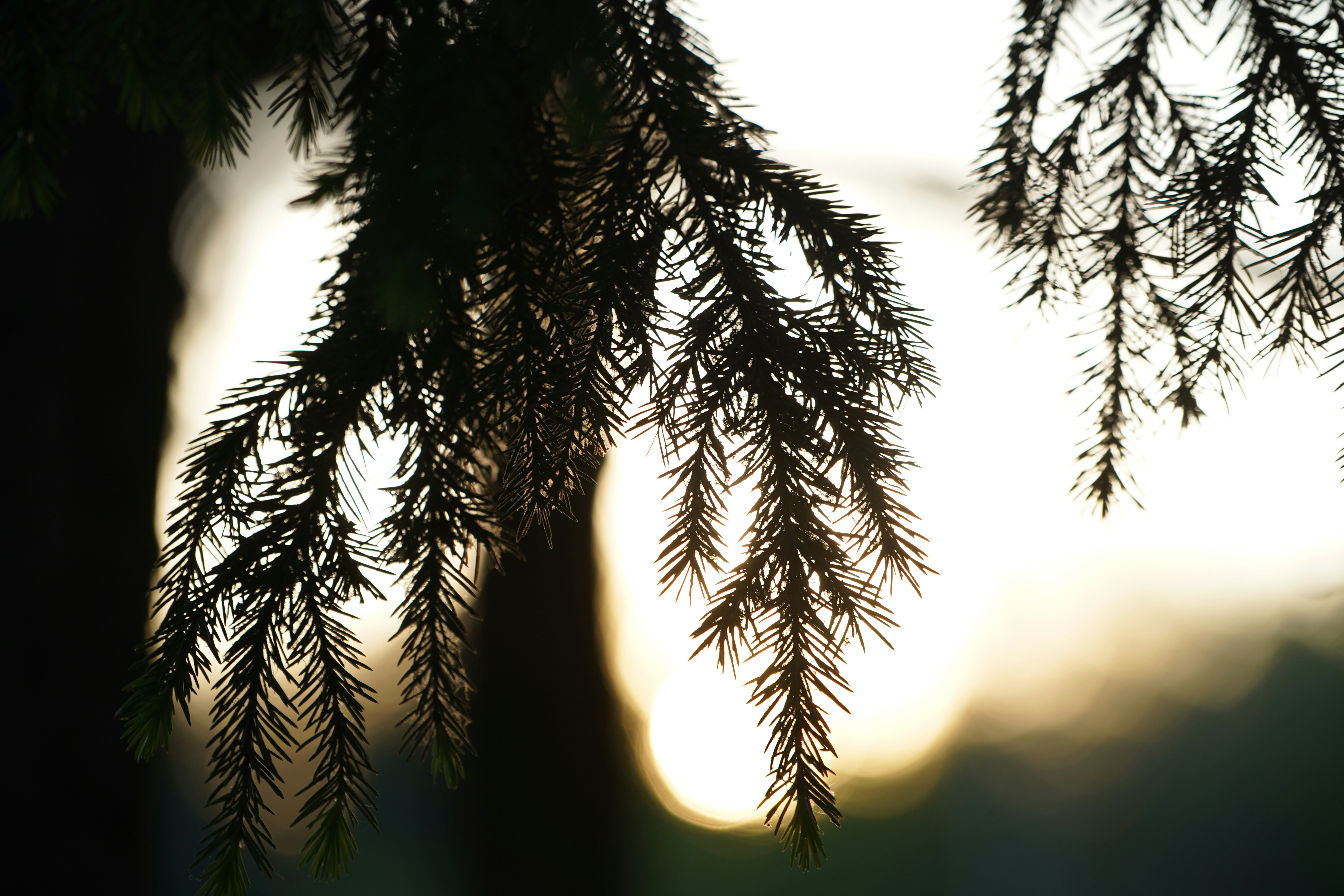 Backlit Cedar Fronds: A Moment of Quiet Silhouette