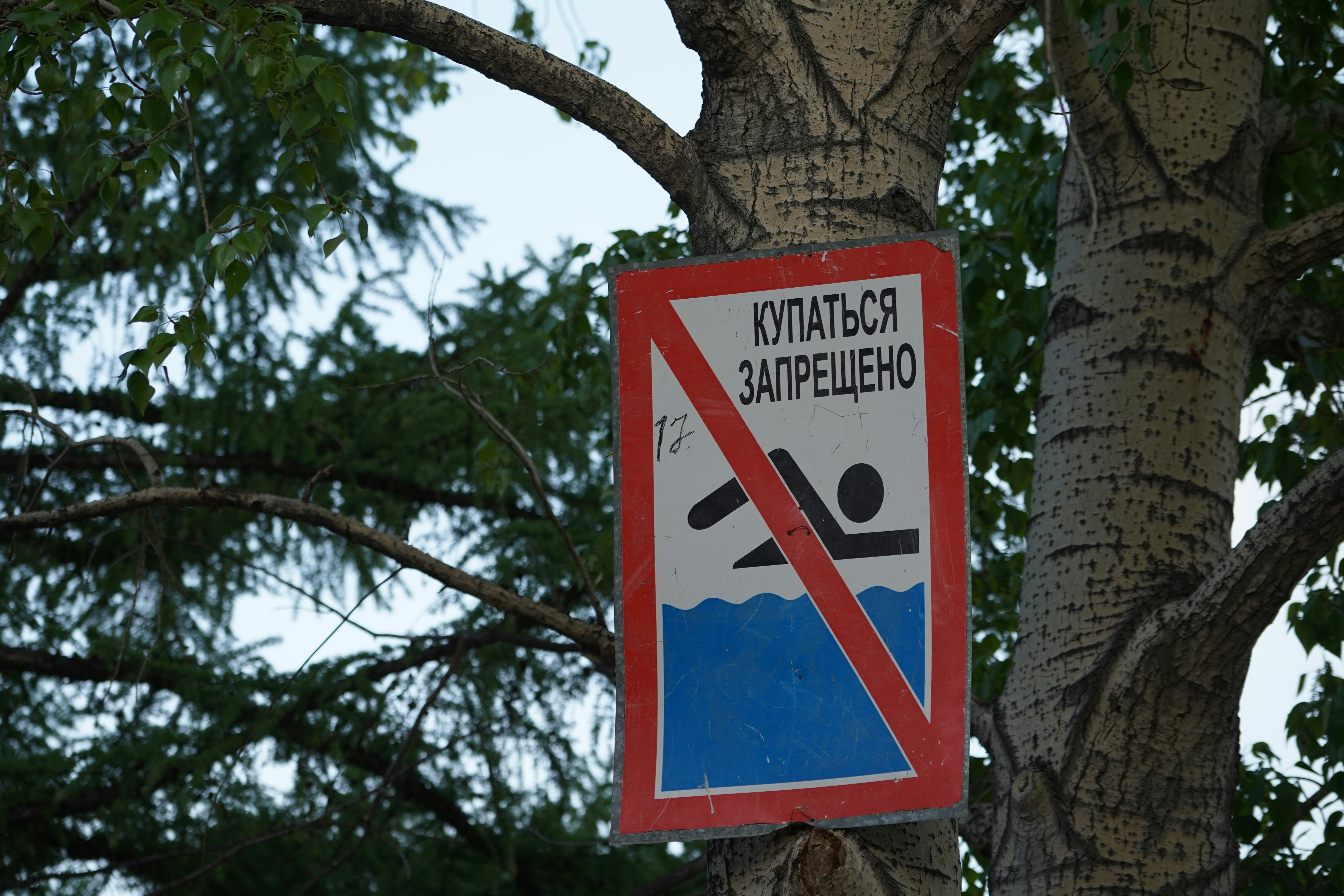 Red No-Diving Sign: Warning on Pool Edge Under A Tree