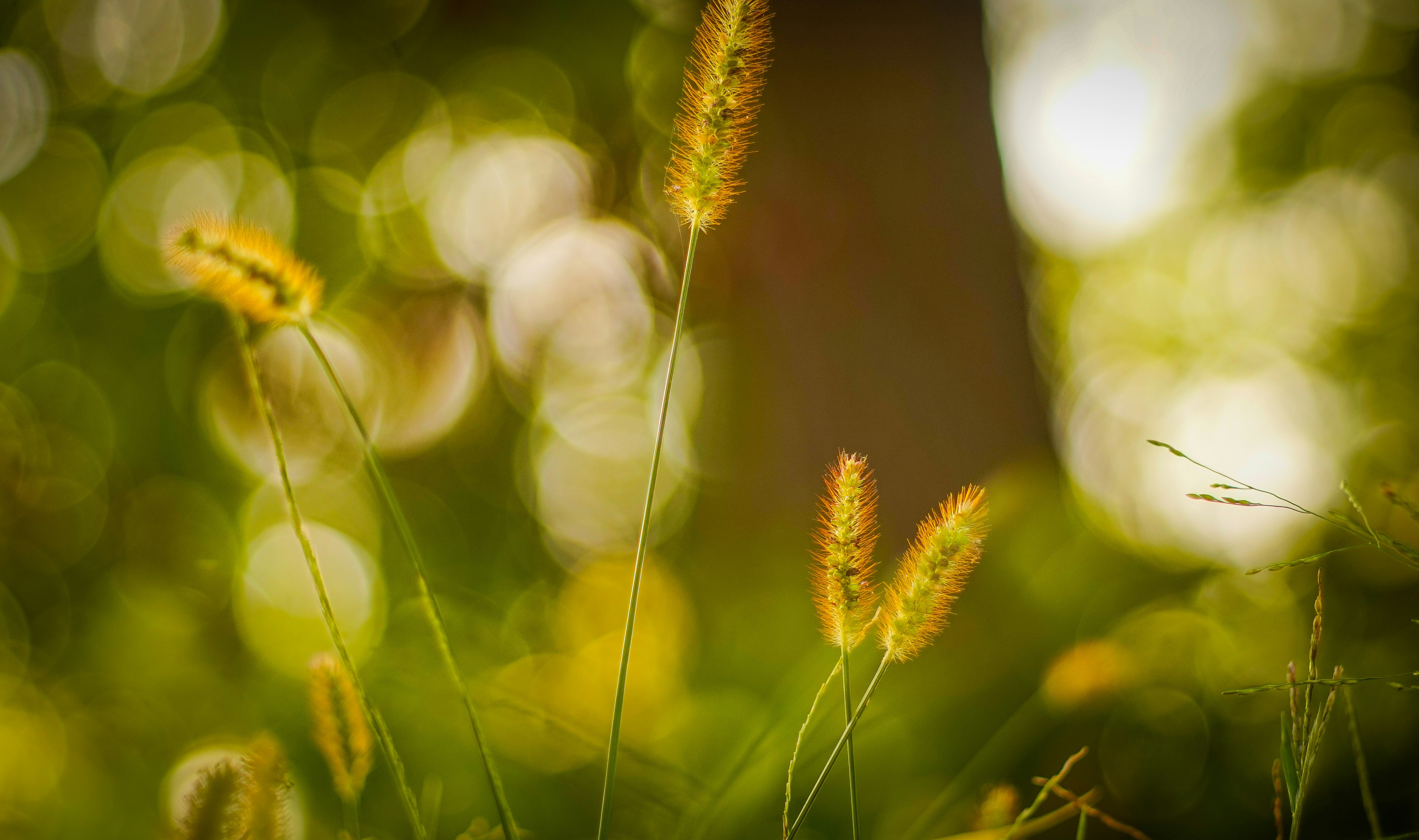 Golden seedheads in a sunlit meadow blur